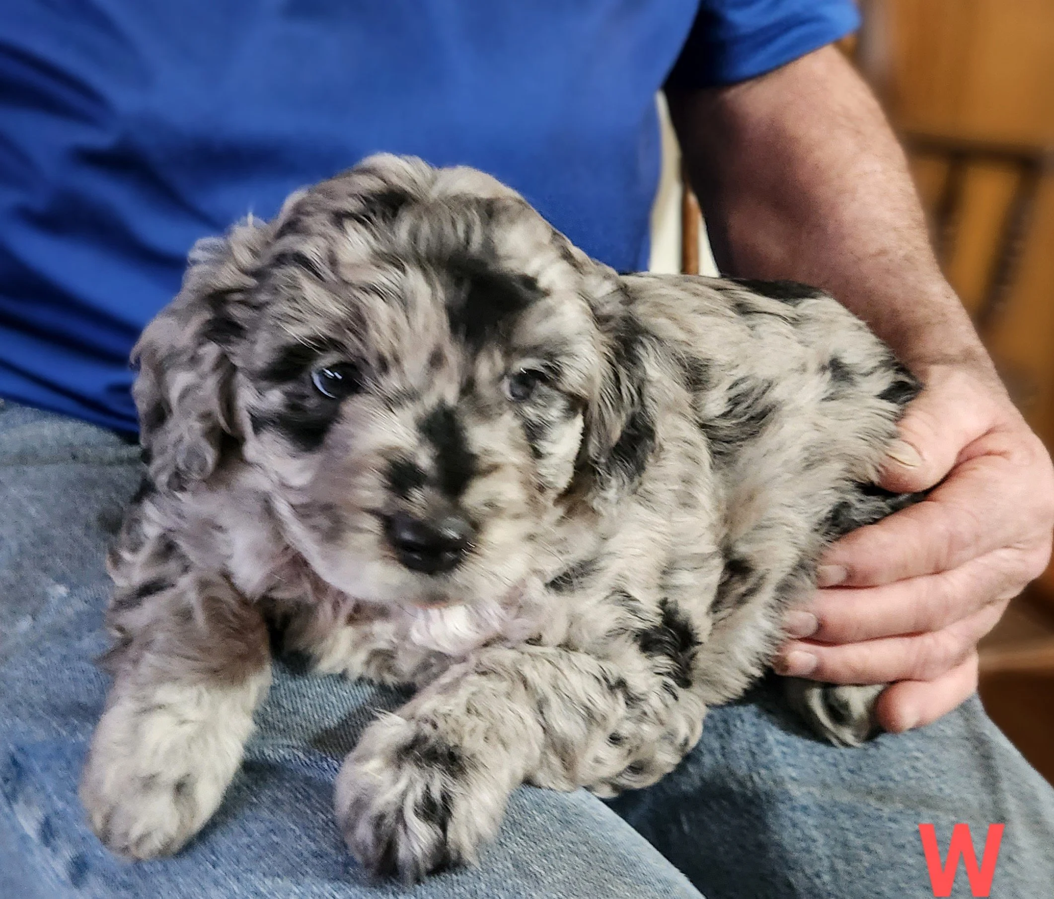 Mini Aussiedoodle — Evergreen Puppies
