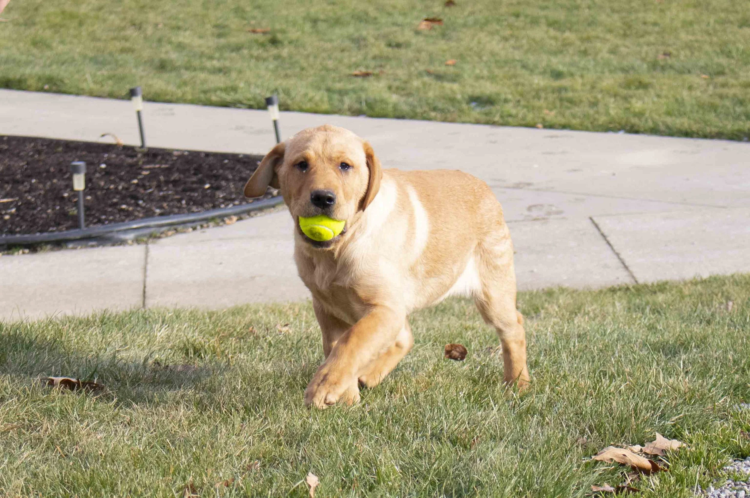Labrador Retriever — Evergreen Puppies