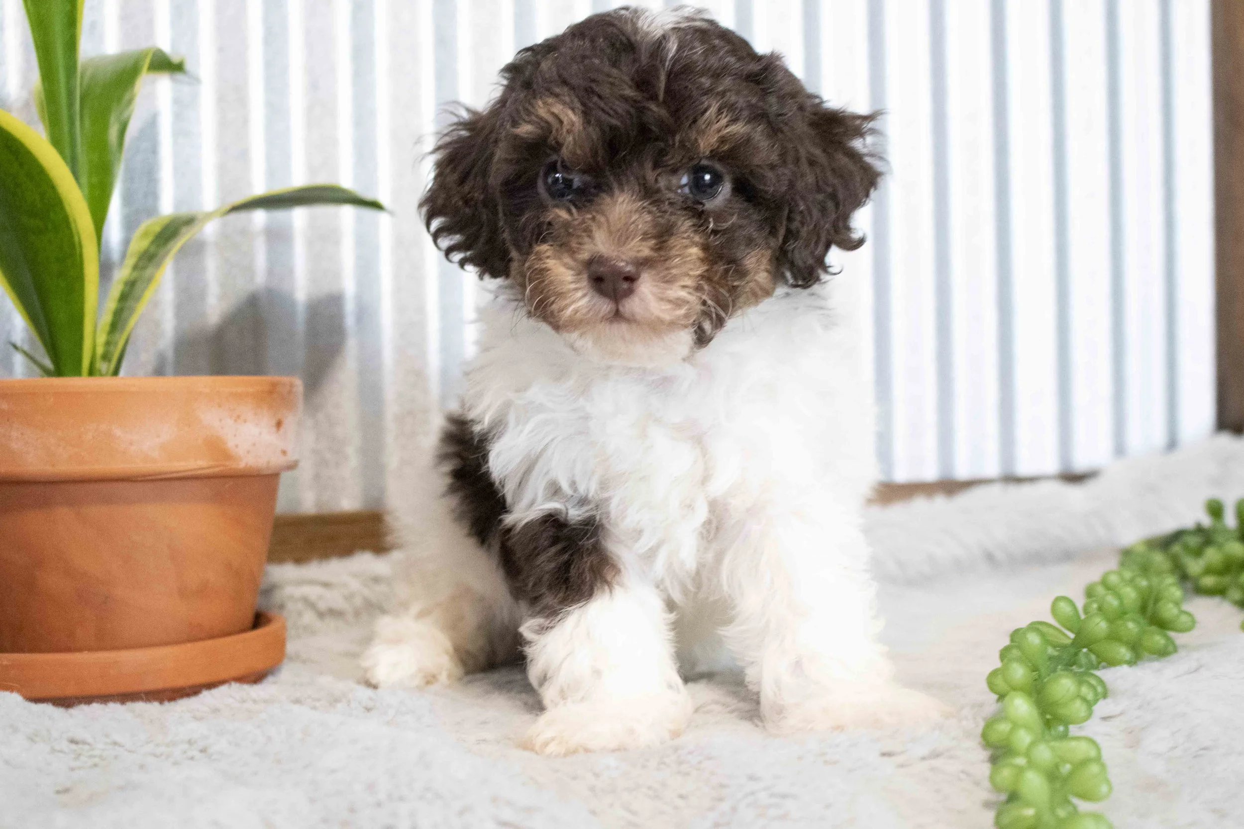 Mini Poodle — Evergreen Puppies