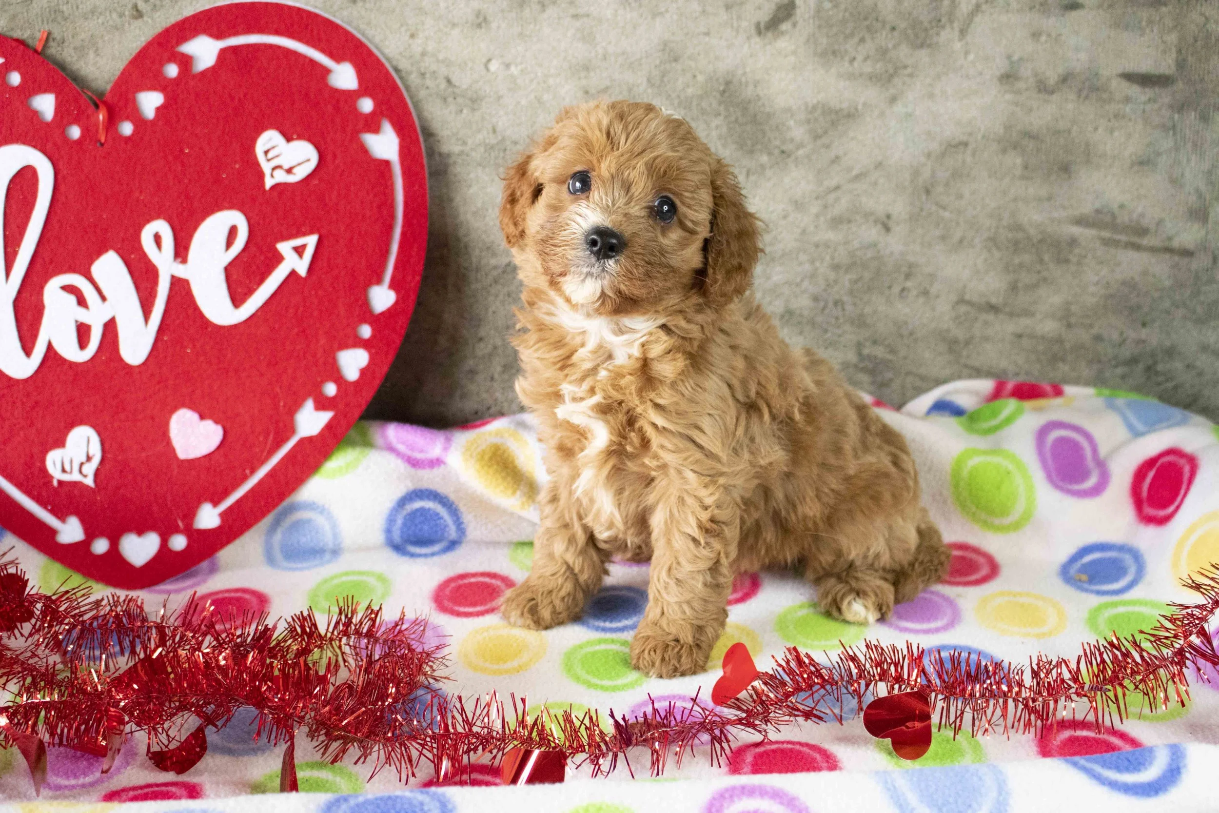 Cavapoo — Evergreen Puppies
