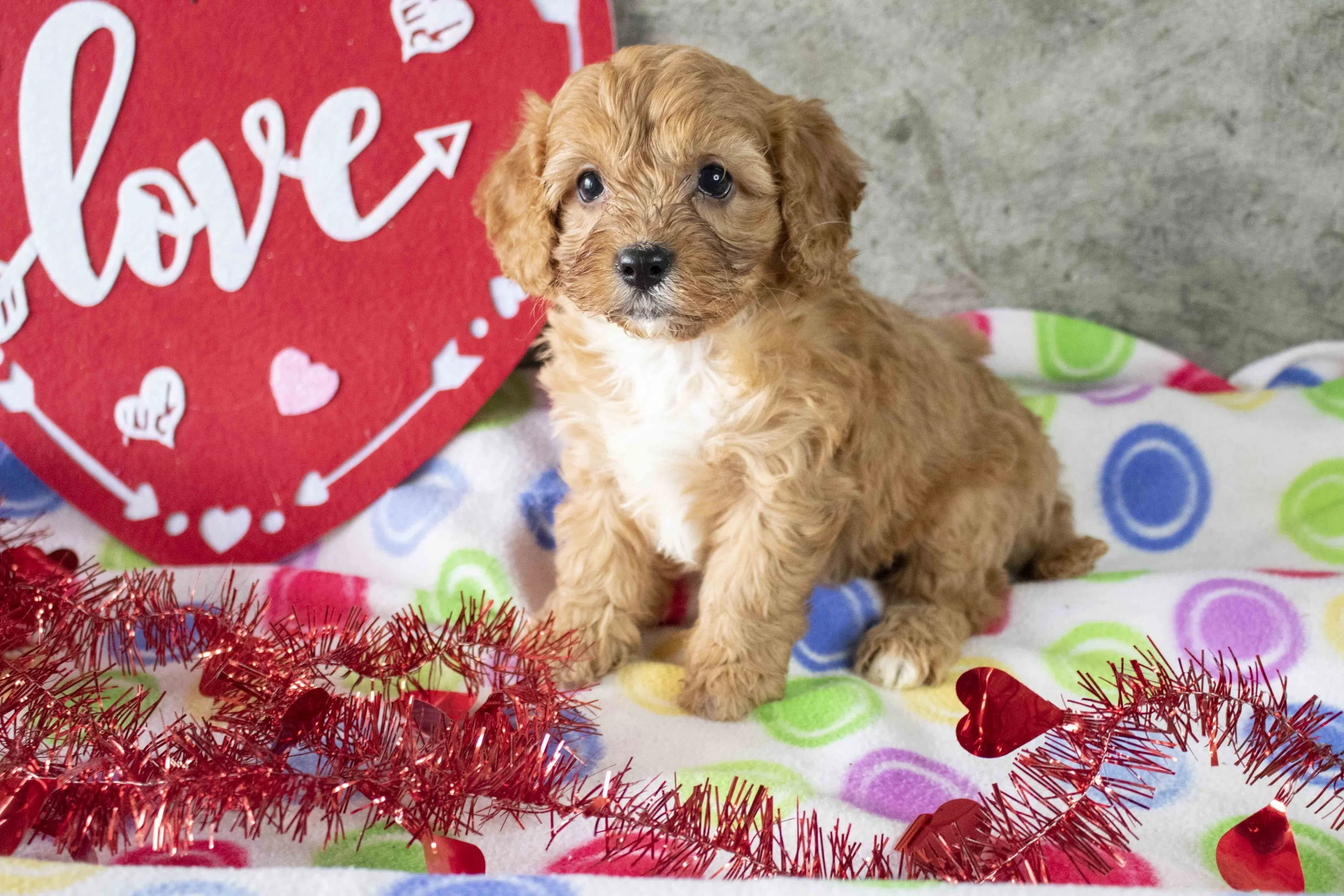 Cavapoo — Evergreen Puppies
