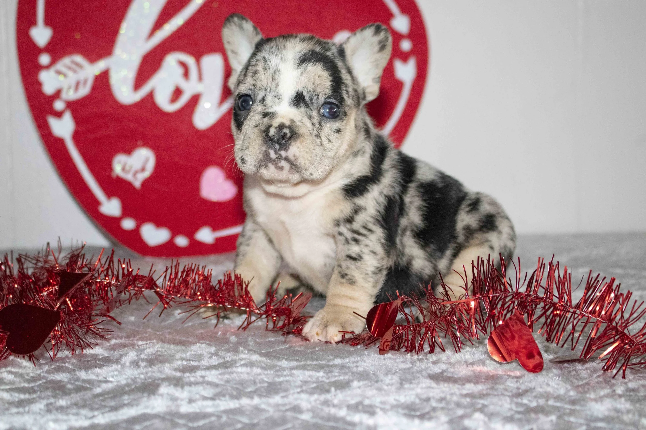 French Bulldog — Evergreen Puppies