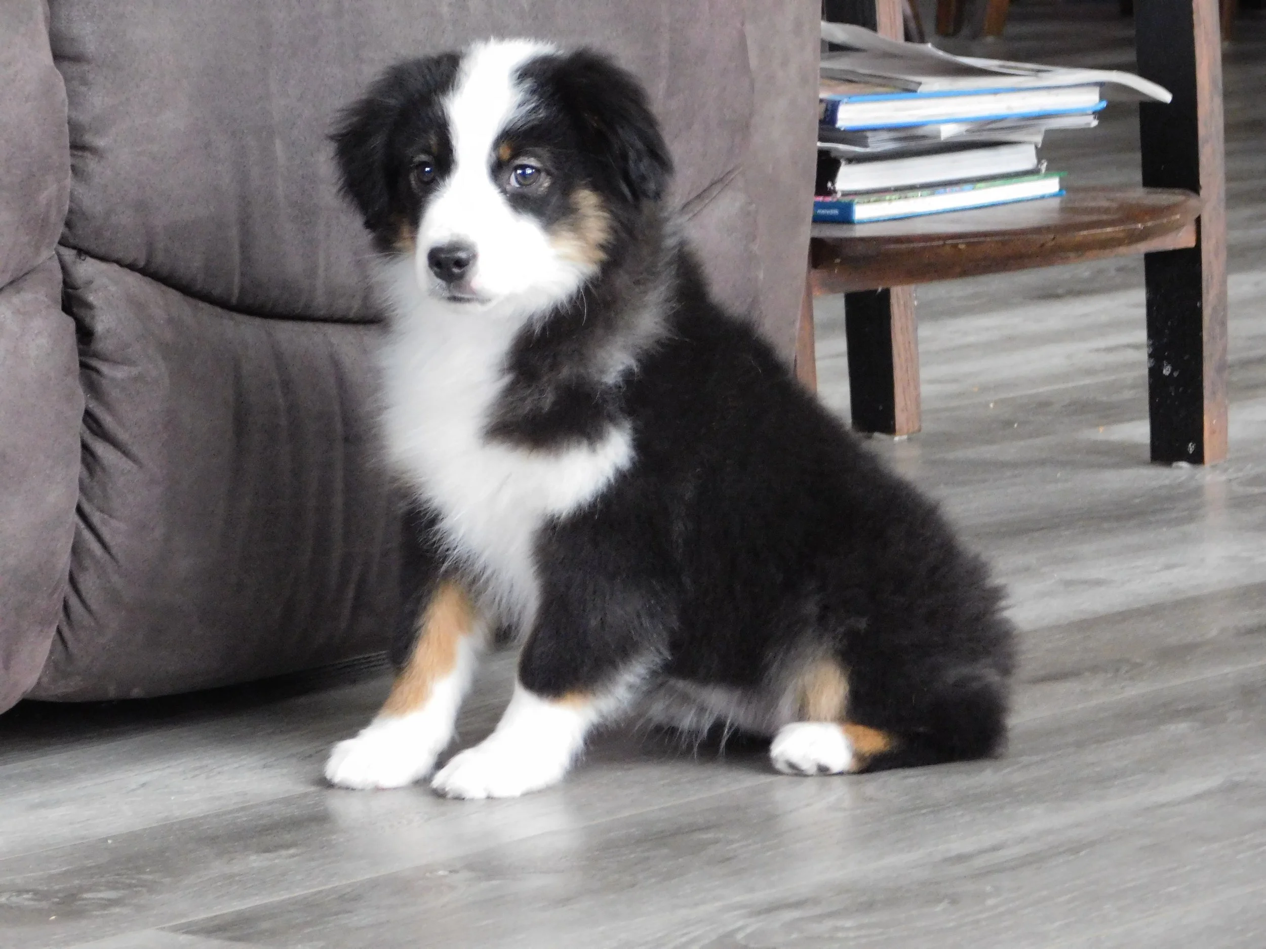 Miniature Australian Shepherd Puppies for sale - Puppies available now ...