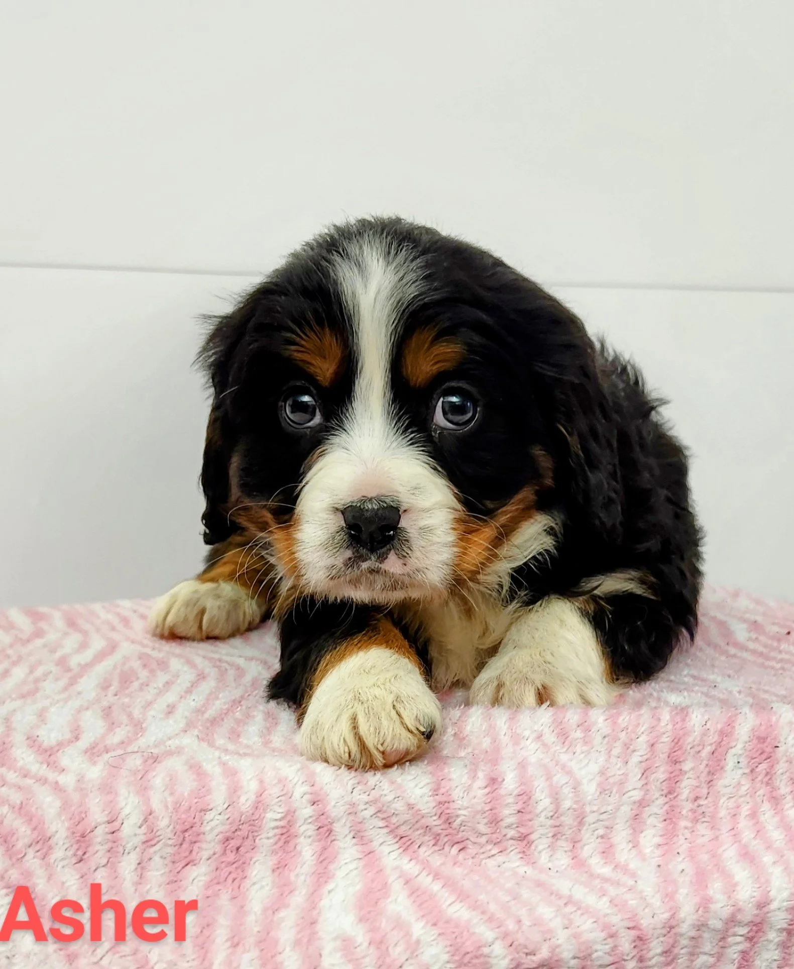 Miniature Bernese — Evergreen Puppies