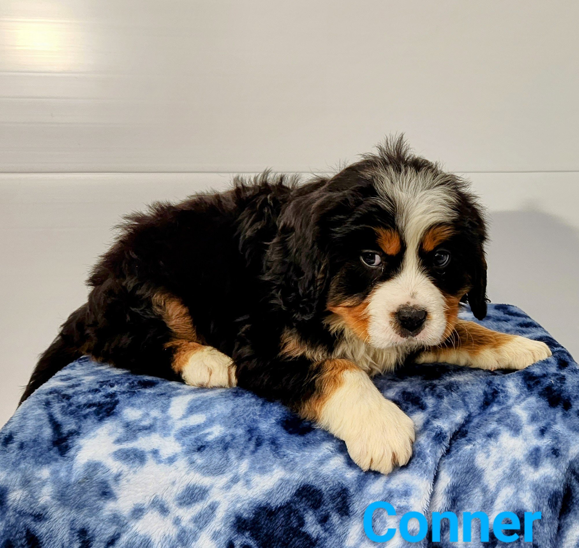 Miniature Bernese — Evergreen Puppies