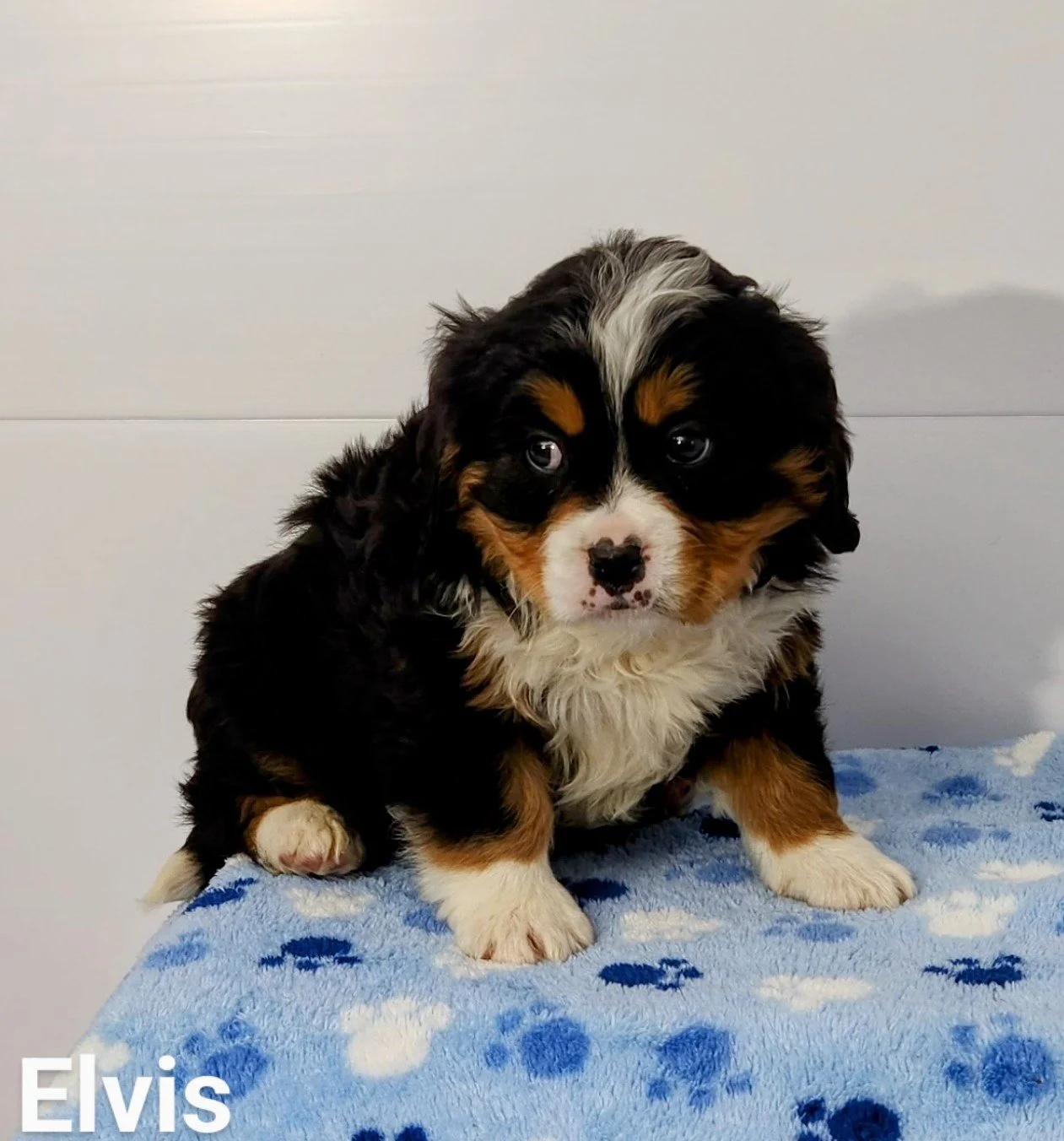 Miniature Bernese — Evergreen Puppies