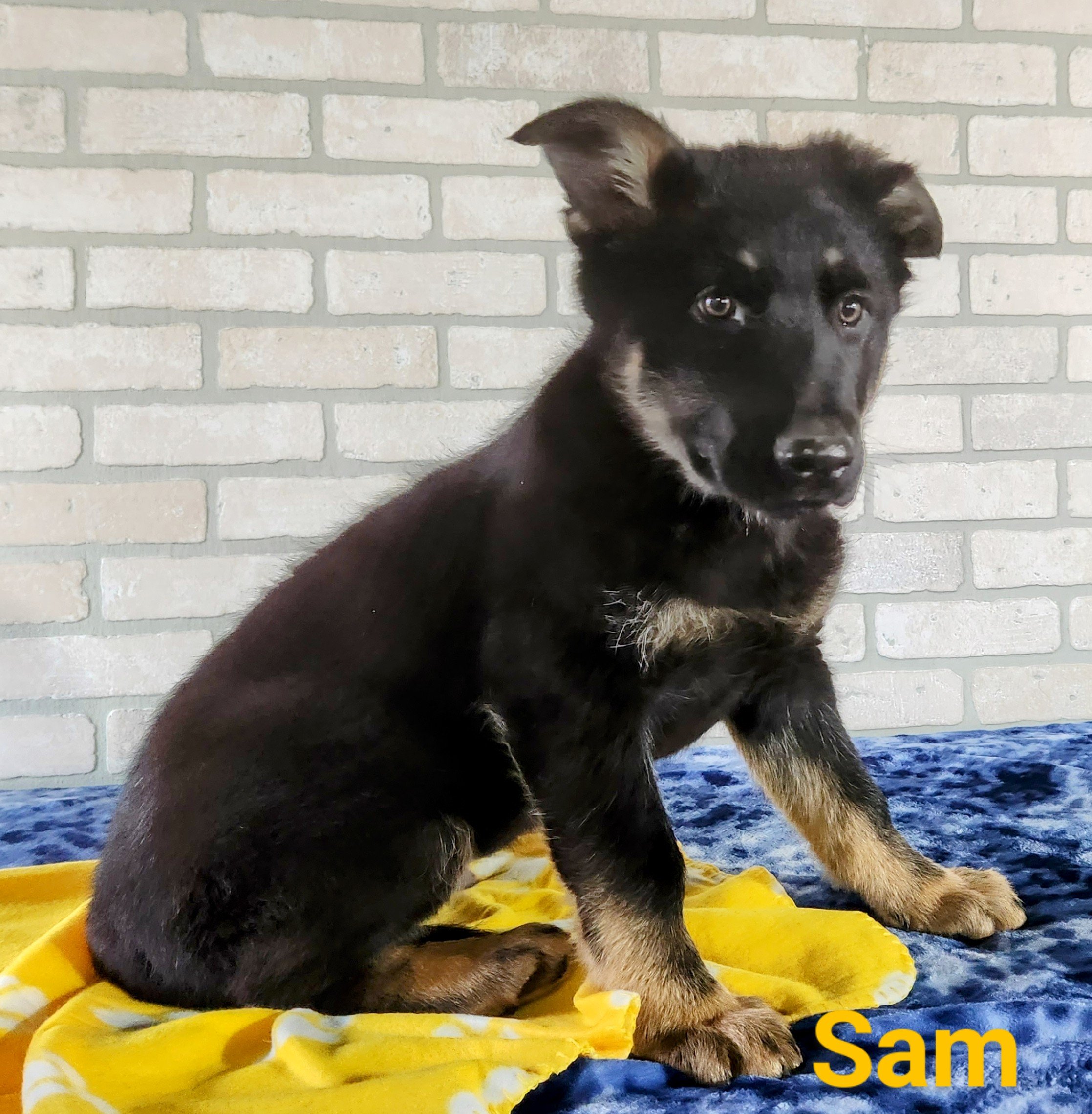 German Shepherd — Evergreen Puppies