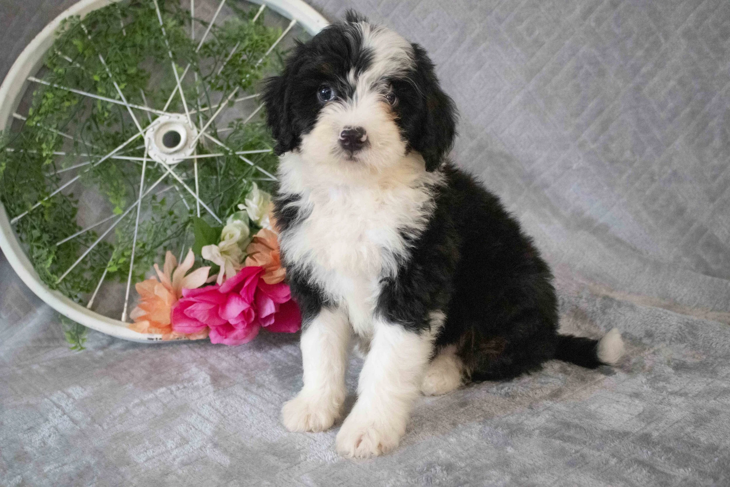 Mini Bernedoodle — Evergreen Puppies