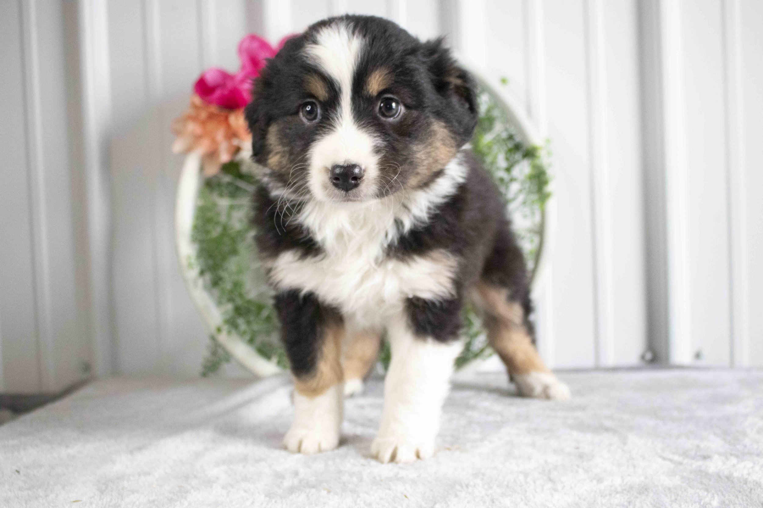 Miniature Australian Shepherd Puppies for sale - Puppies available now ...
