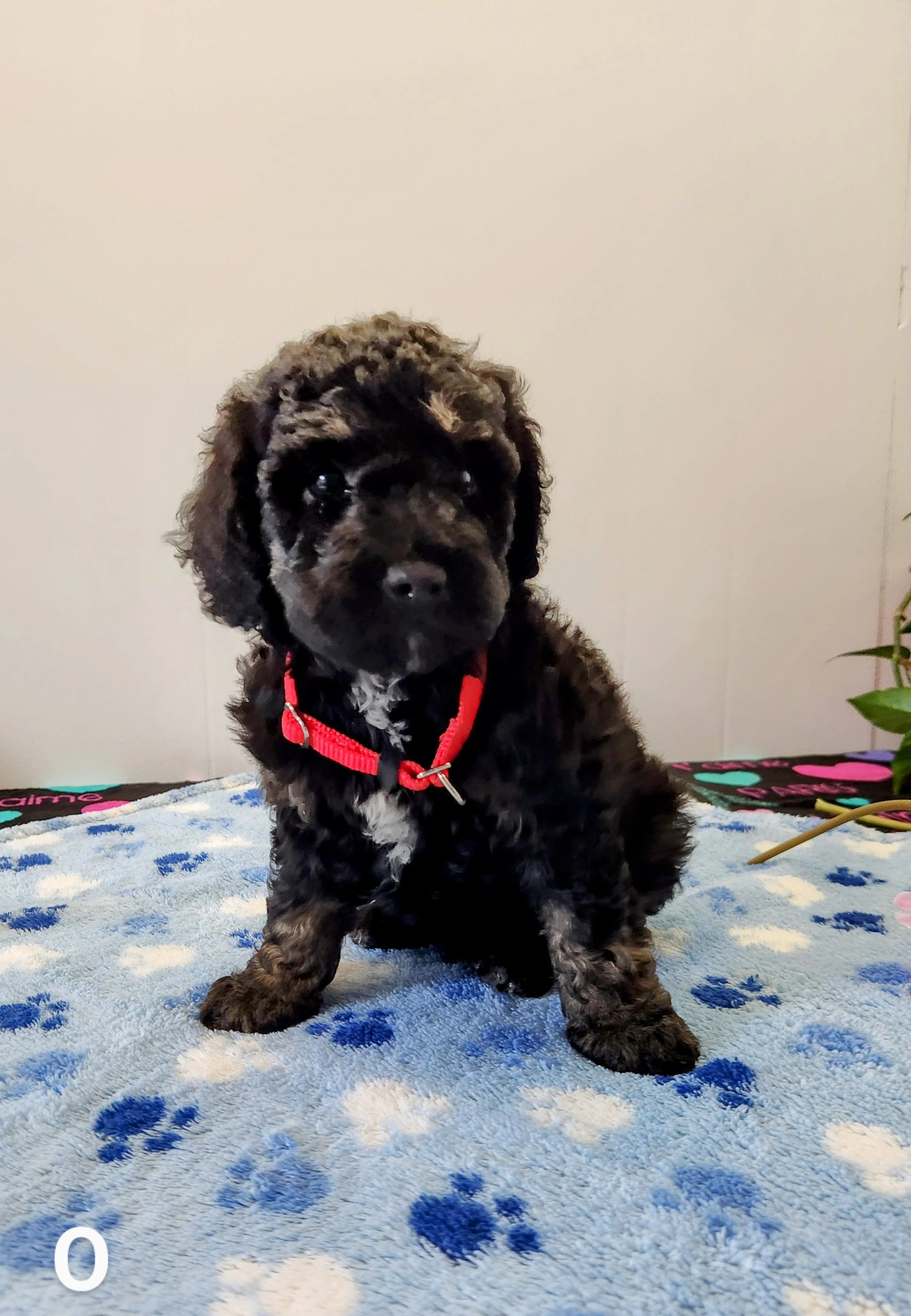 Mini Poodle — Evergreen Puppies