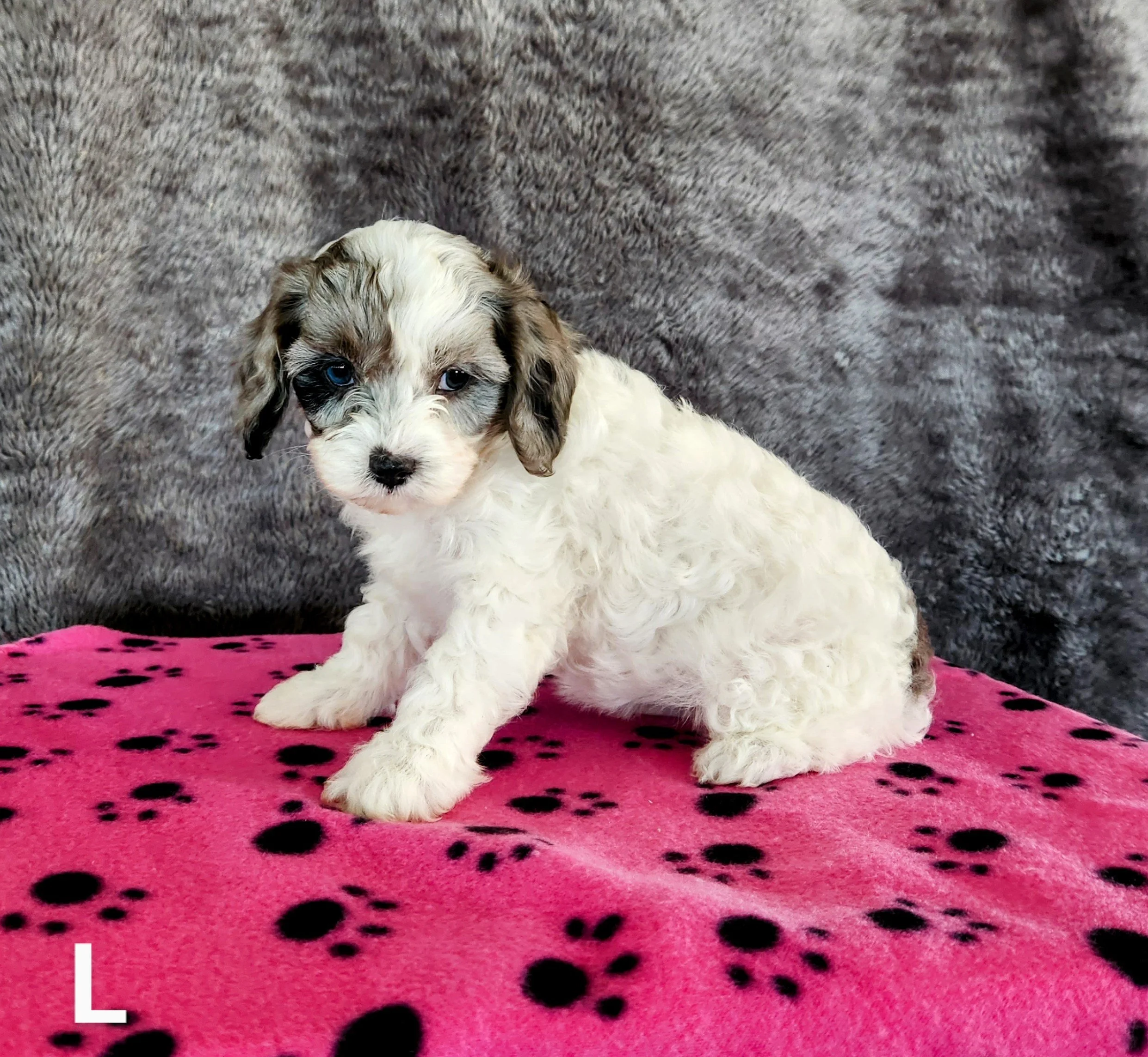 Cavapoo — Evergreen Puppies