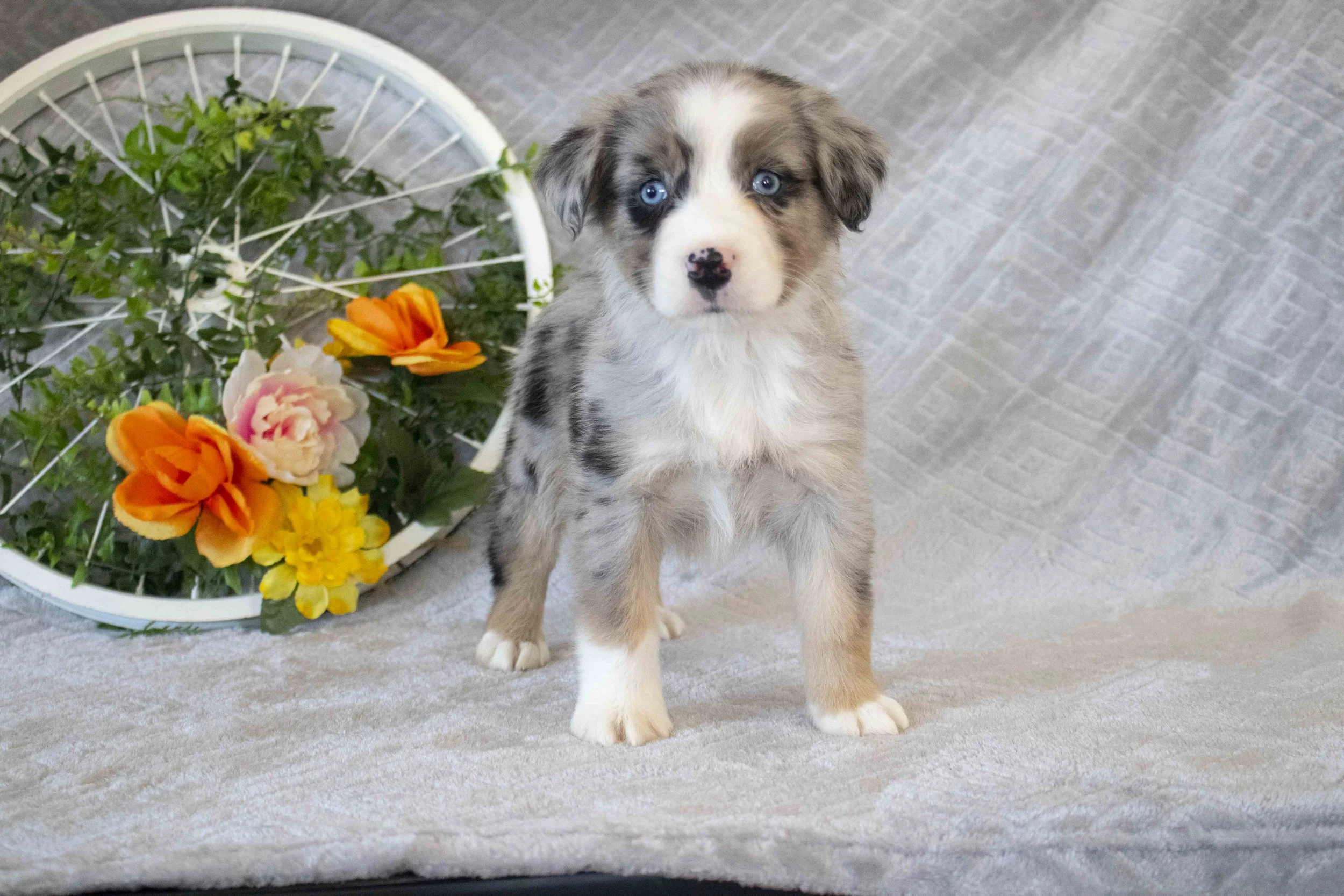 Australian Shepherd Mix — Evergreen Puppies