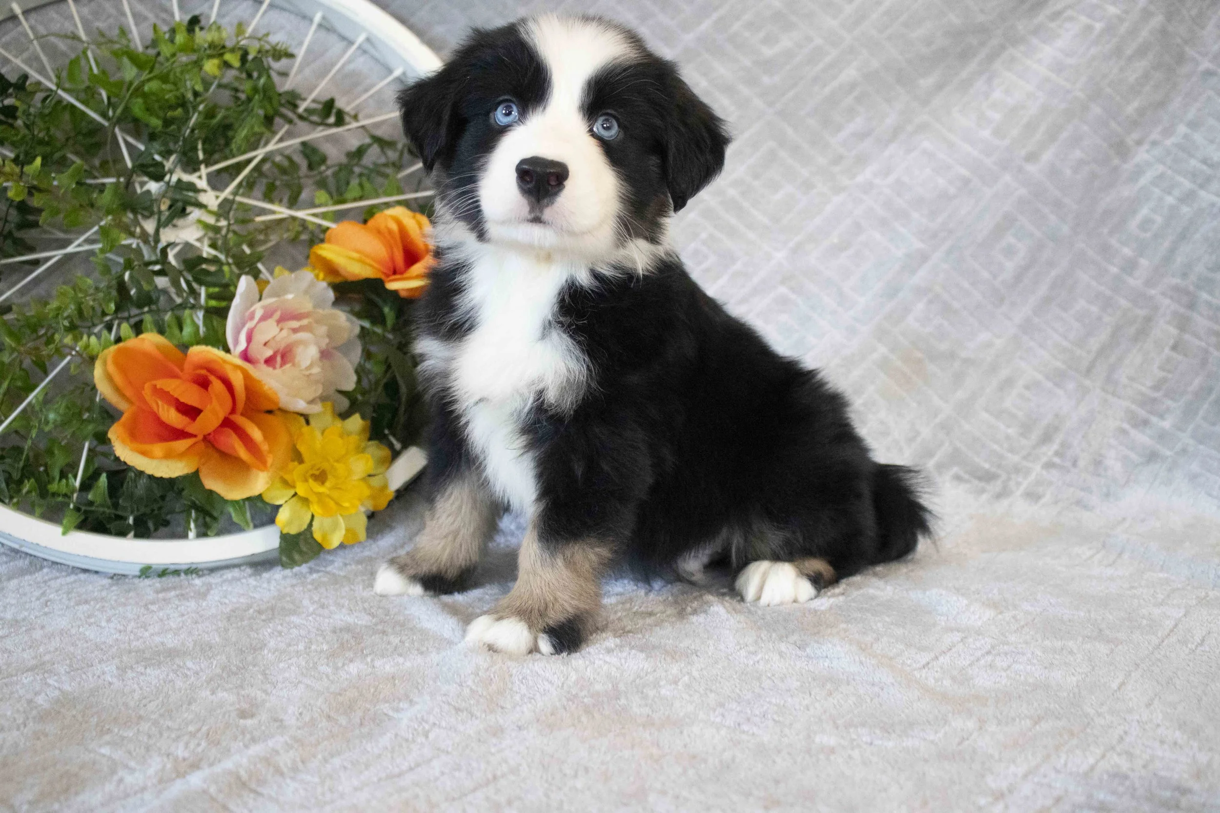 Australian Shepherd Mix — Evergreen Puppies
