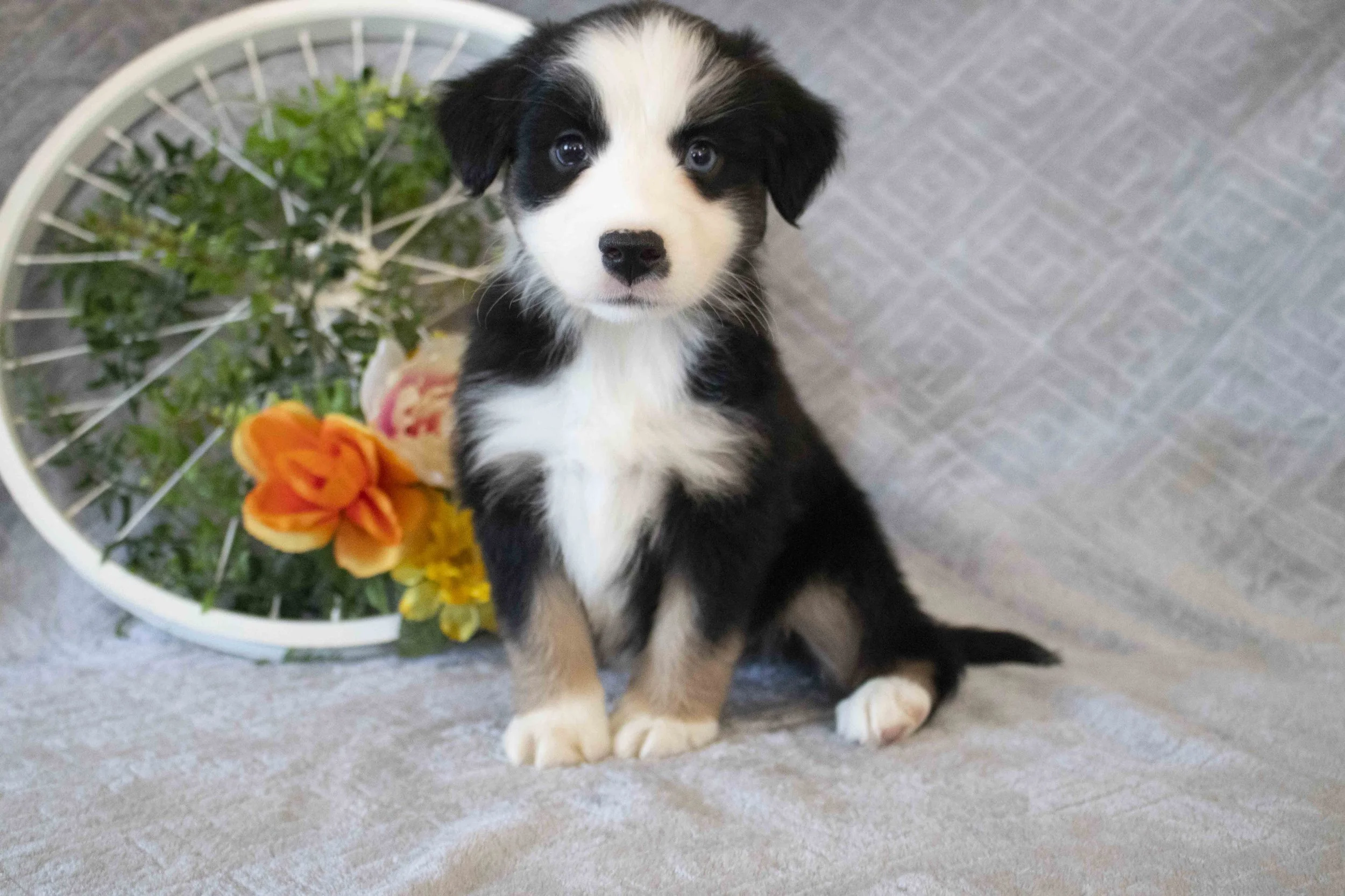 Australian Shepherd Mix — Evergreen Puppies