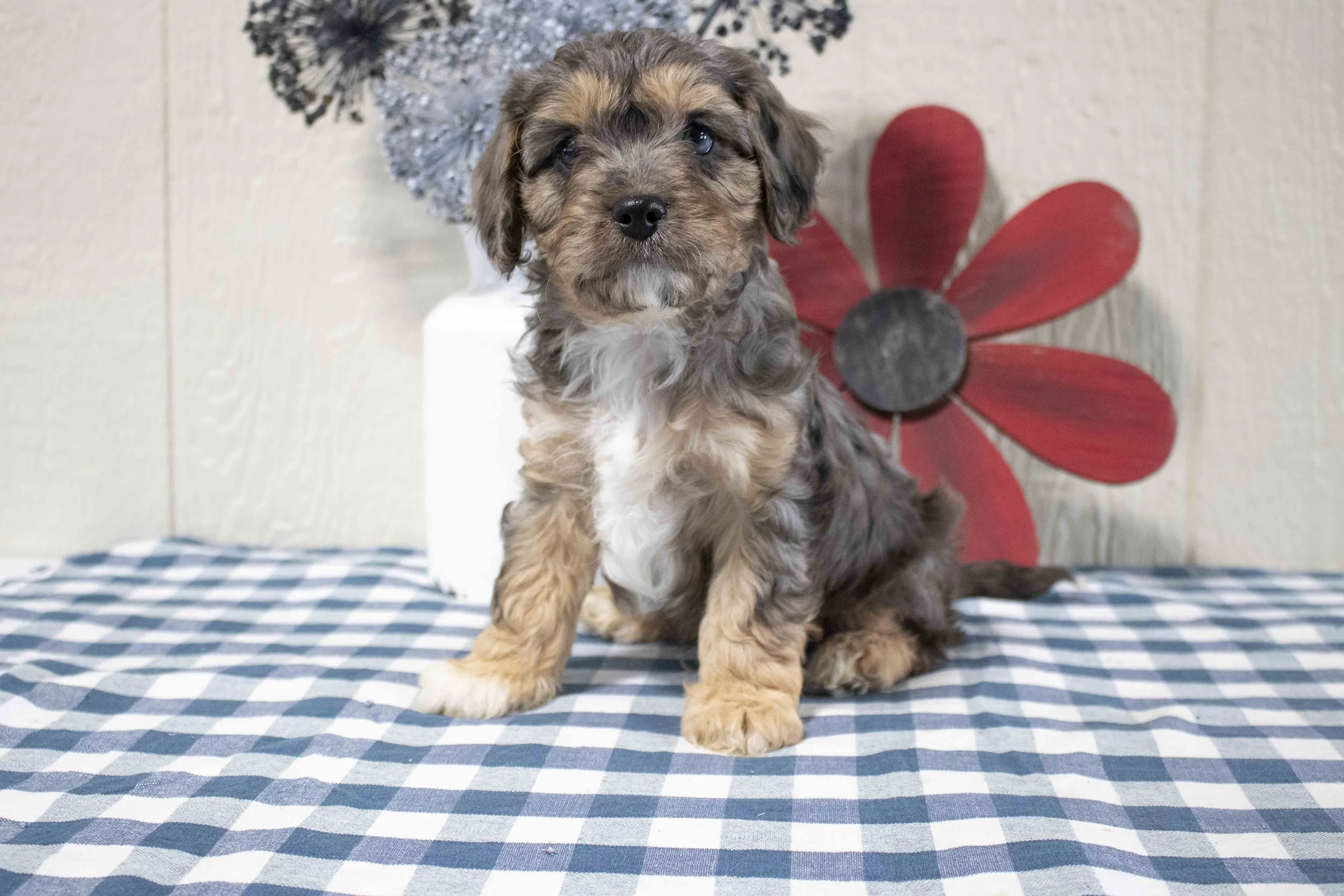 Cavapoo — Evergreen Puppies