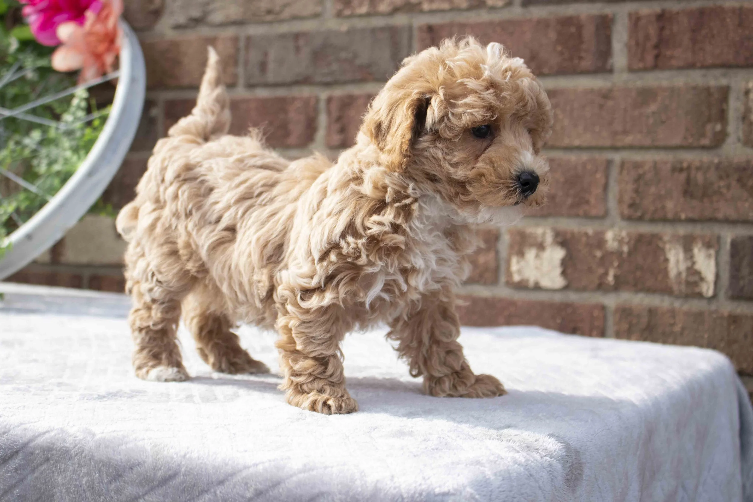 Mini Poodle — Evergreen Puppies