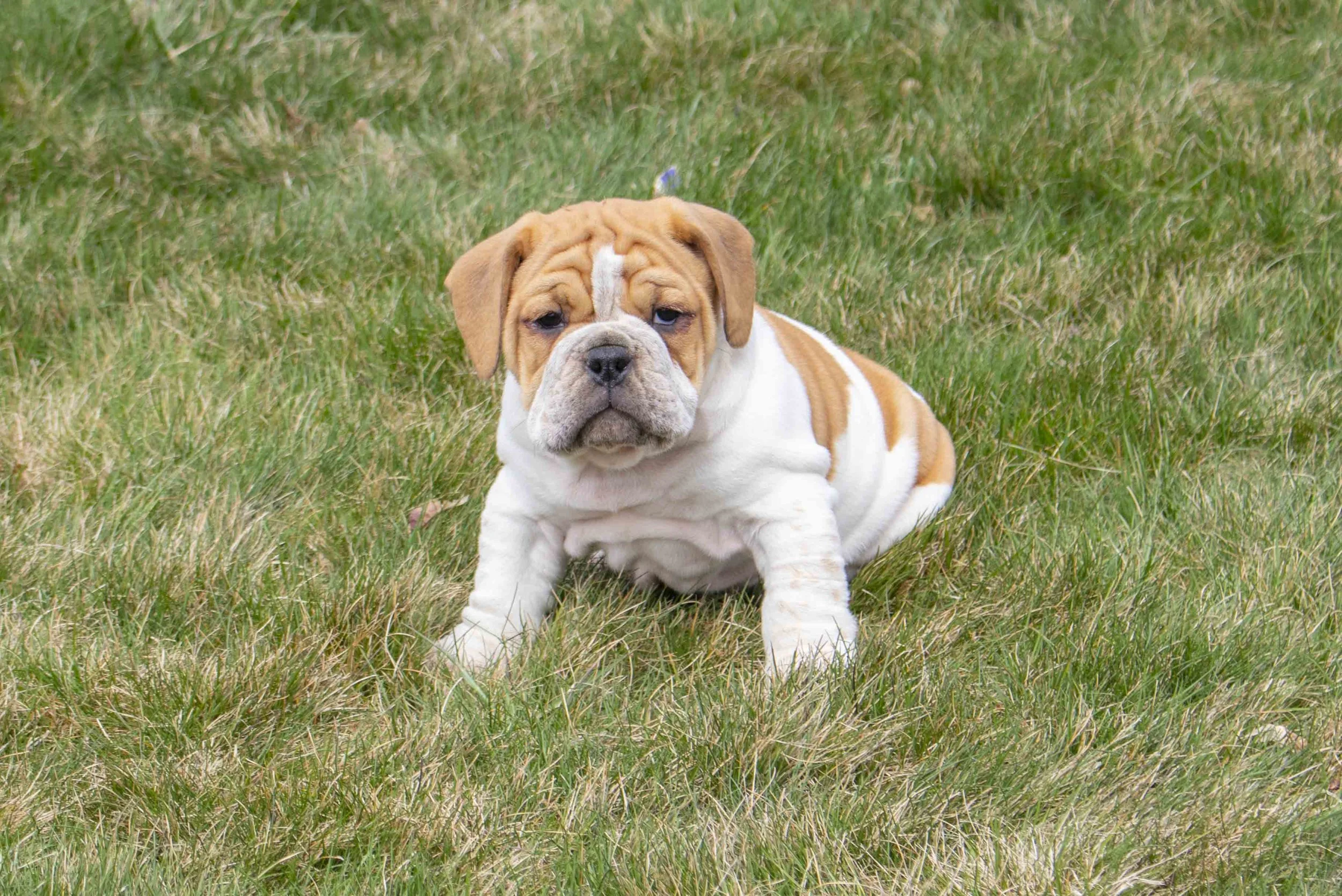 Beabull — Evergreen Puppies