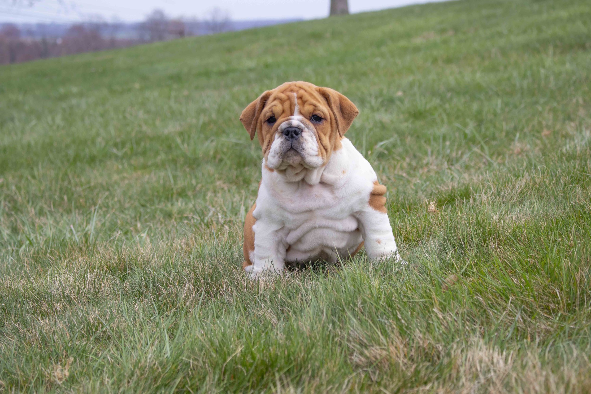 Beabull — Evergreen Puppies