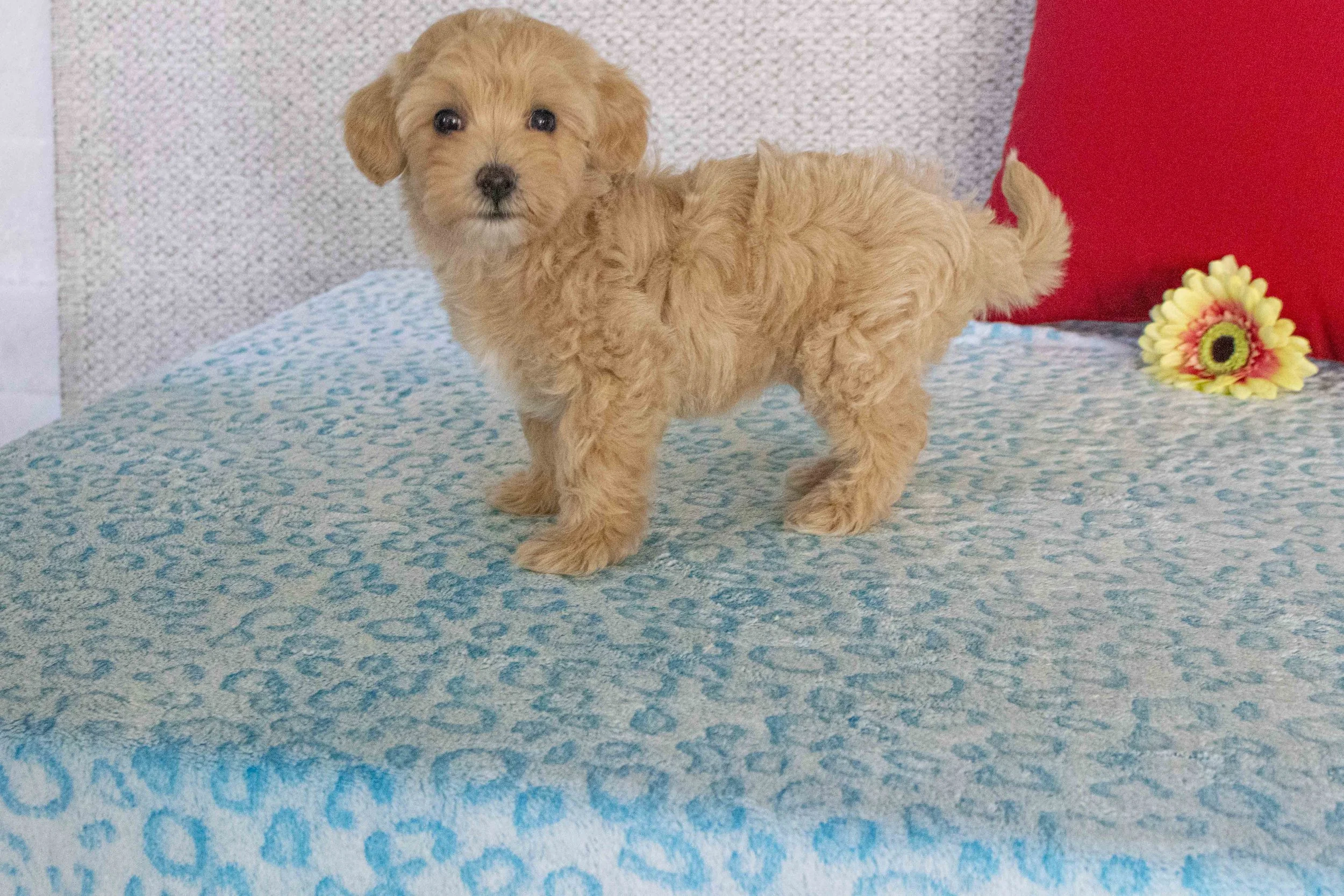 Maltipoo — Evergreen Puppies