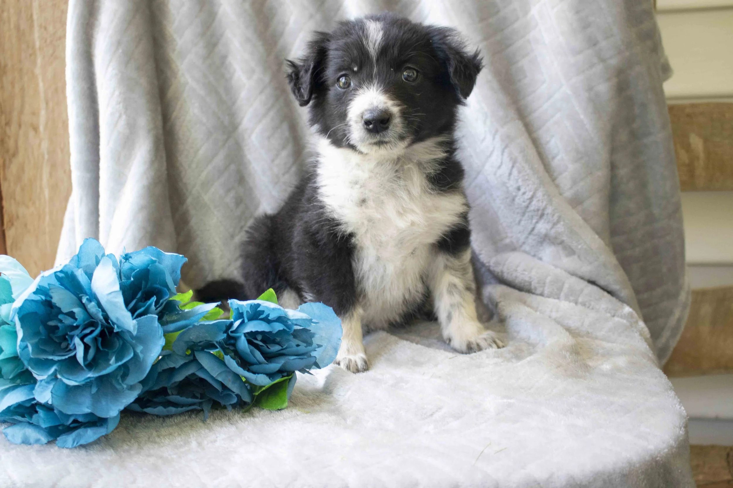 Australian Shepherd Mix — Evergreen Puppies