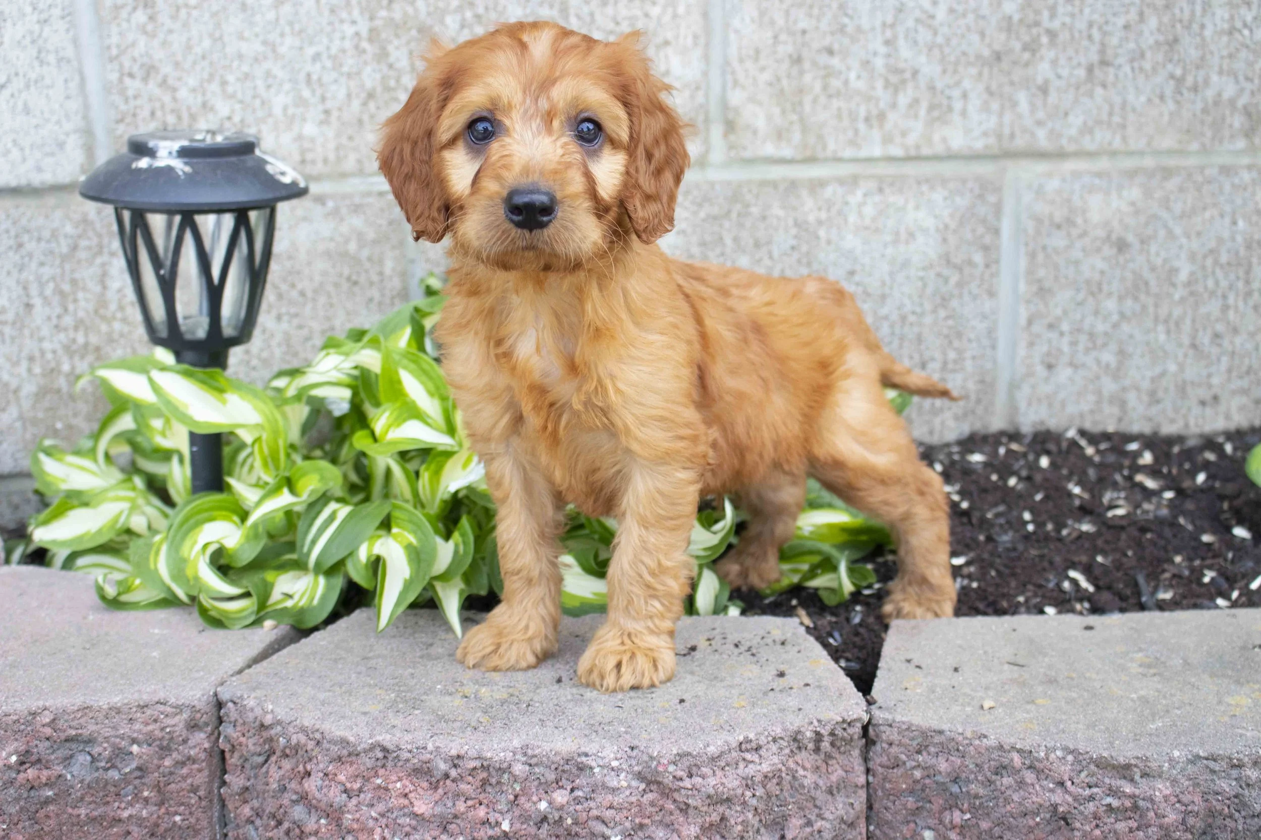 Irish Doodle — Evergreen Puppies