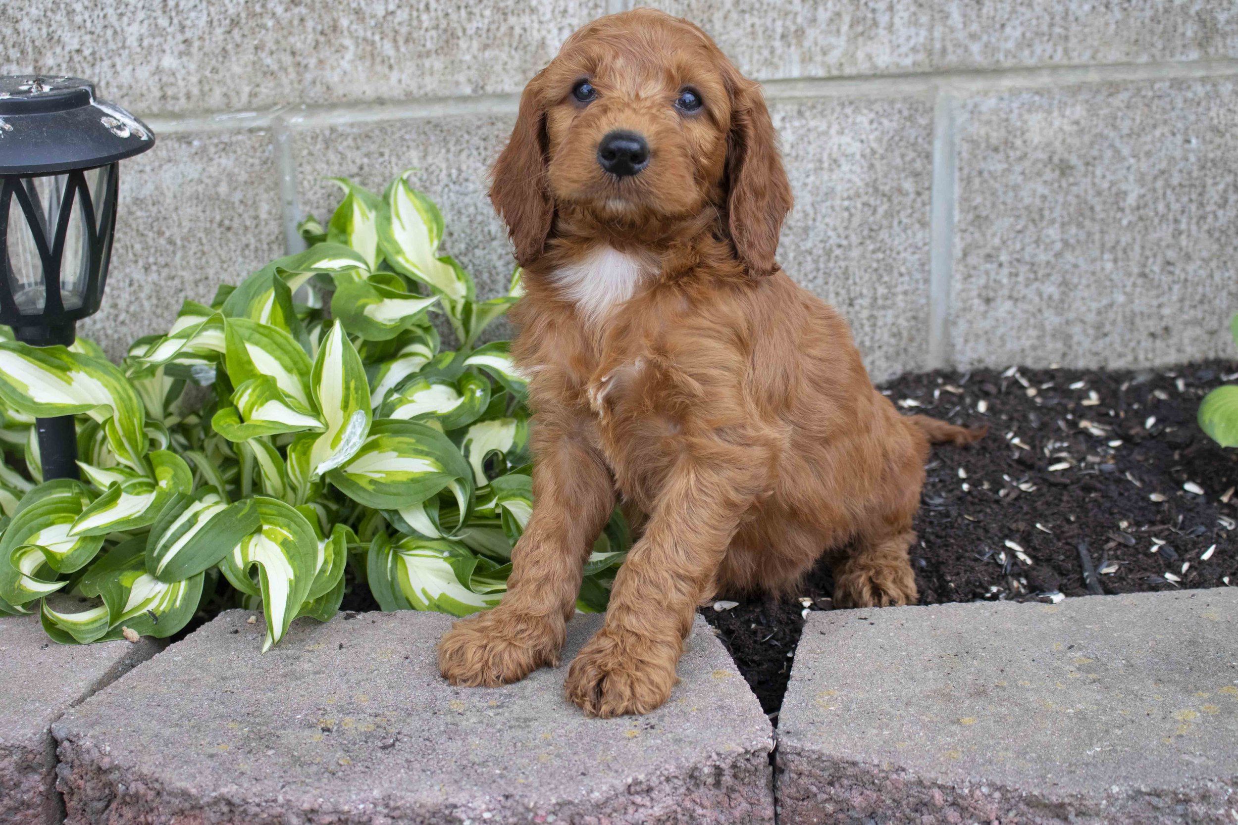 Irish Doodle — Evergreen Puppies
