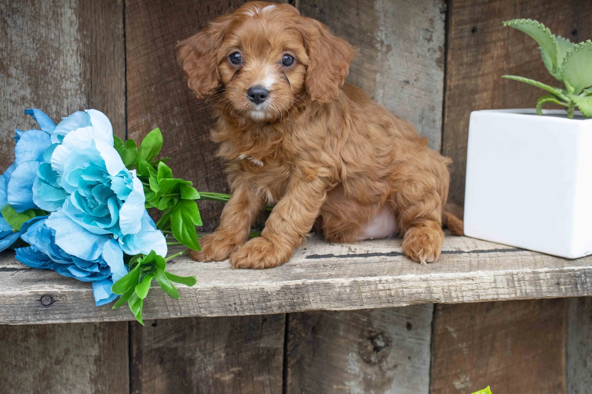 Cavapoo — Evergreen Puppies