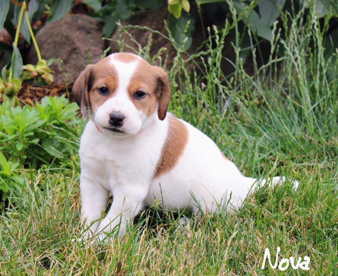 Beabull — Evergreen Puppies