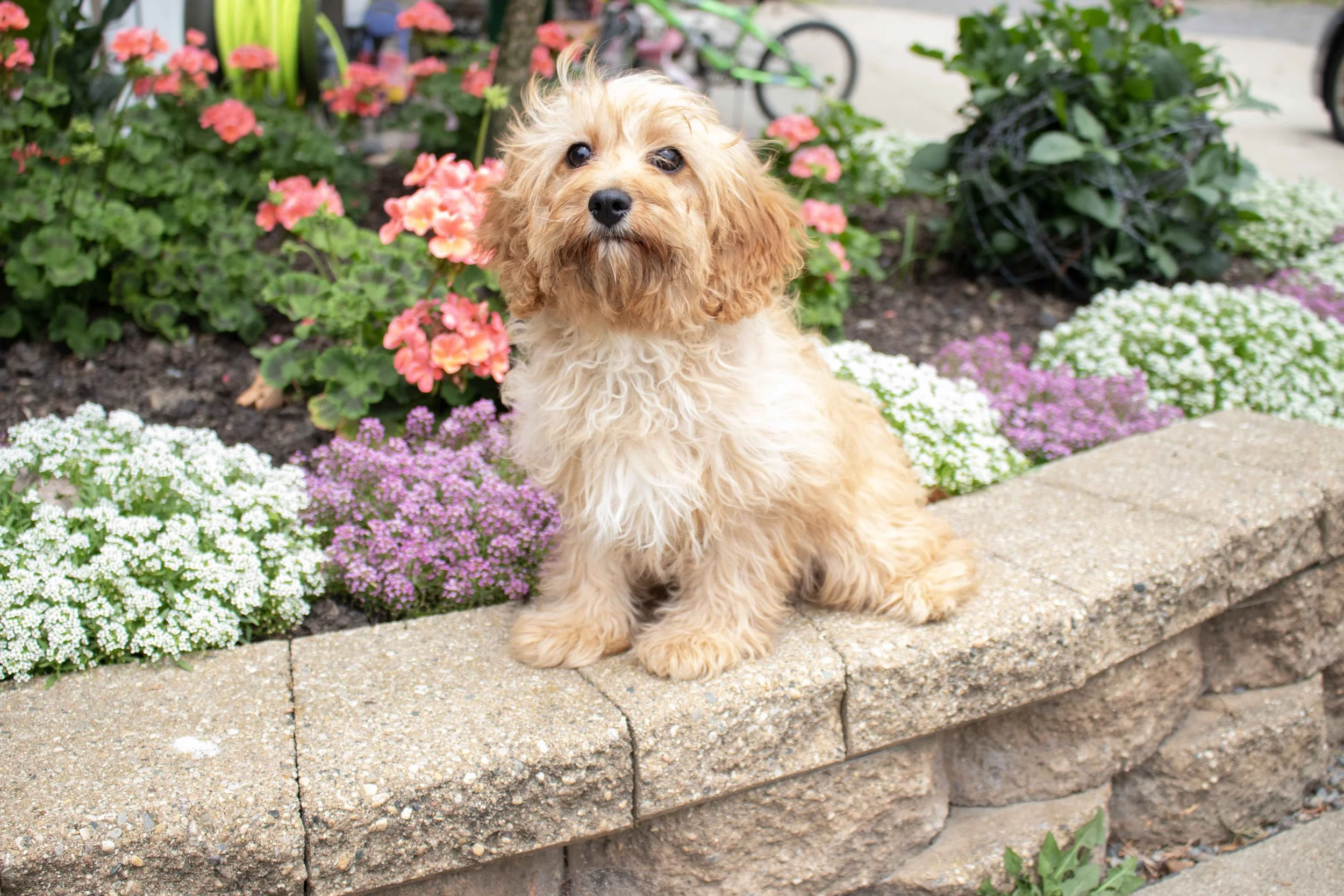 Cavapoo — Evergreen Puppies