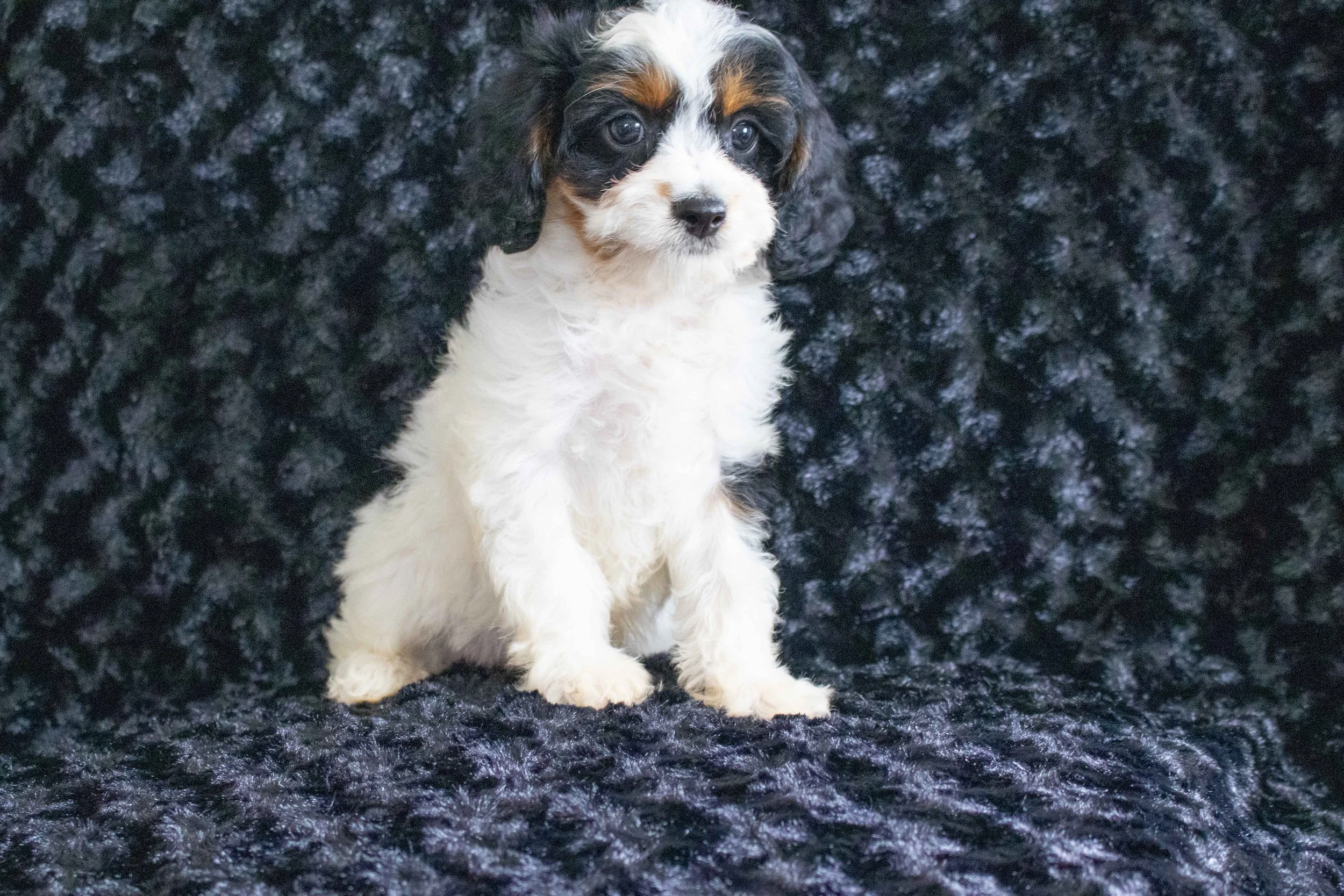 Cavapoo — Evergreen Puppies