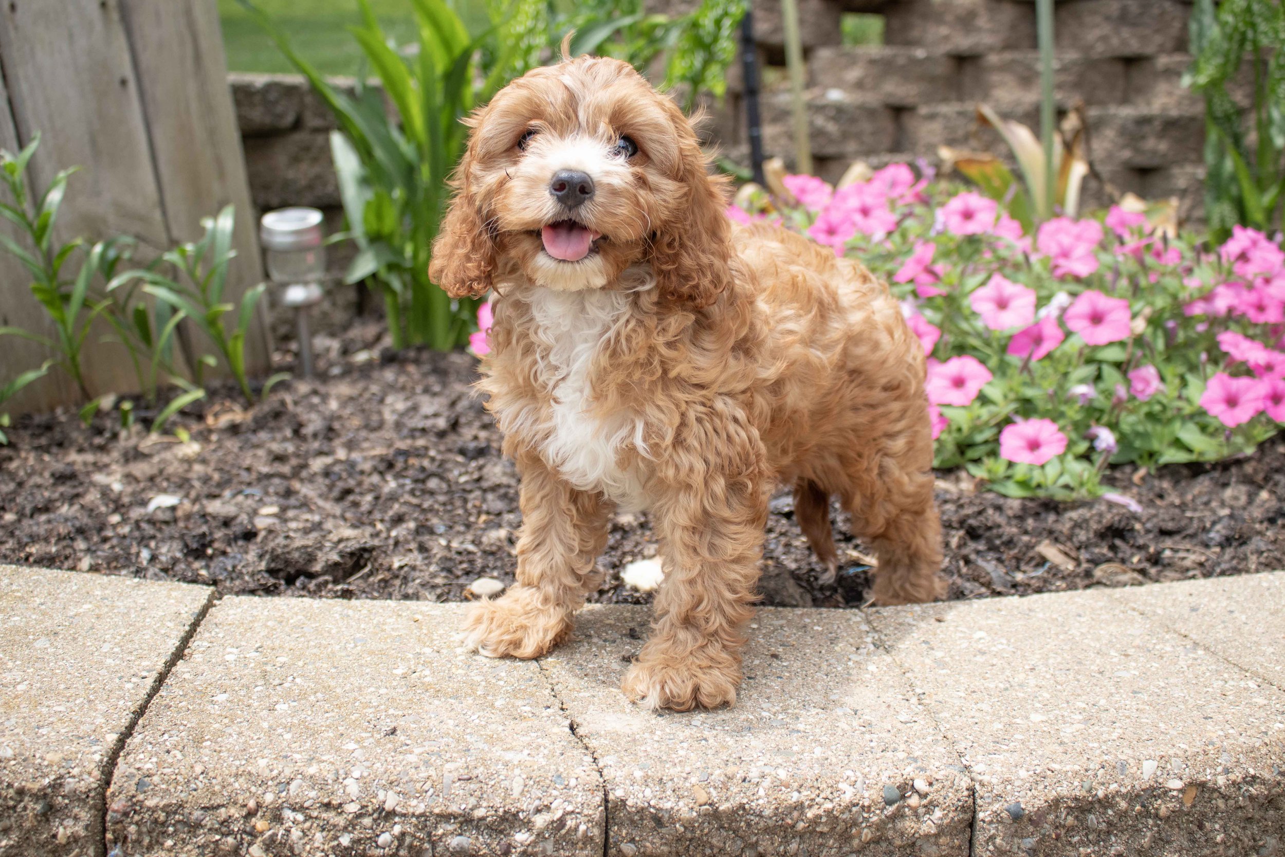 Cavapoo — Evergreen Puppies