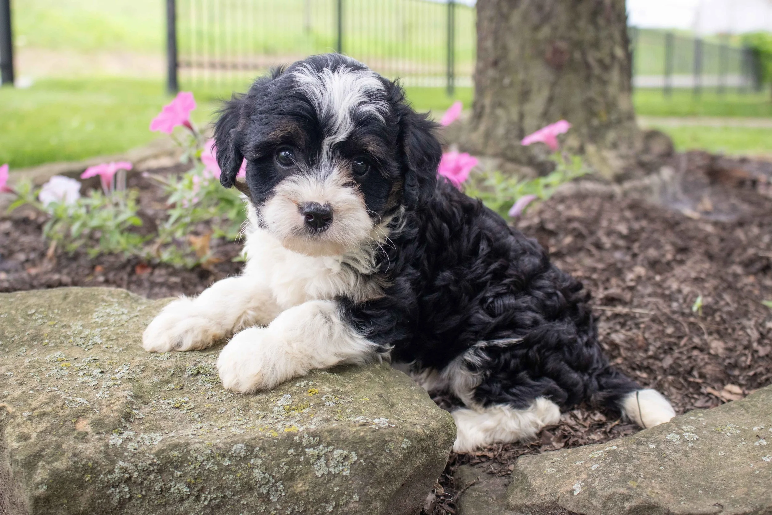 Cavapoo — Evergreen Puppies