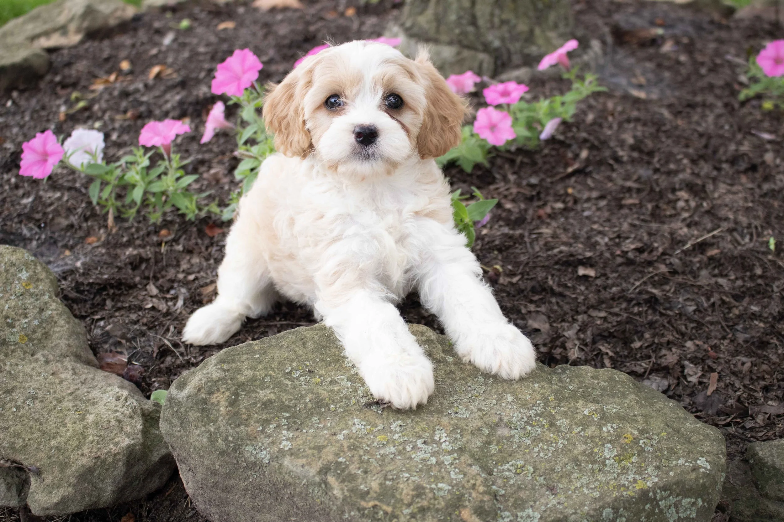 Cavapoo — Evergreen Puppies