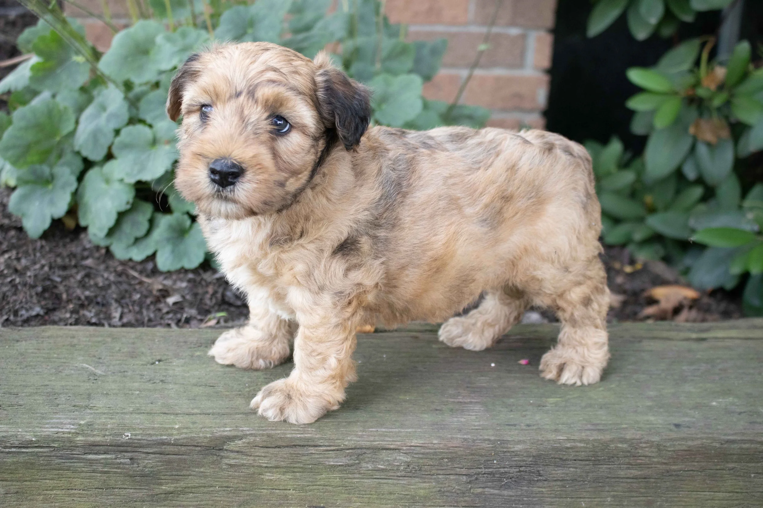 Whoodle Mini — Evergreen Puppies