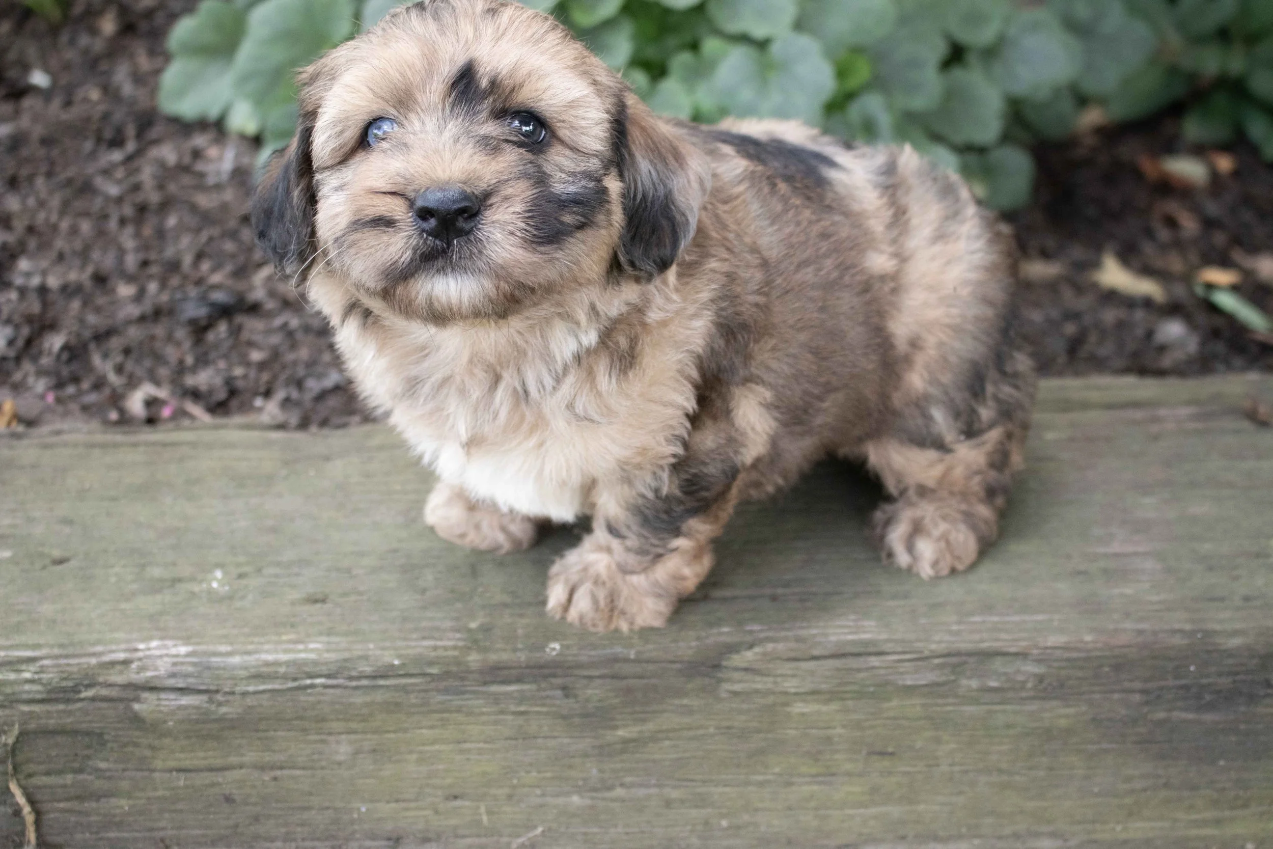 Whoodle Mini — Evergreen Puppies