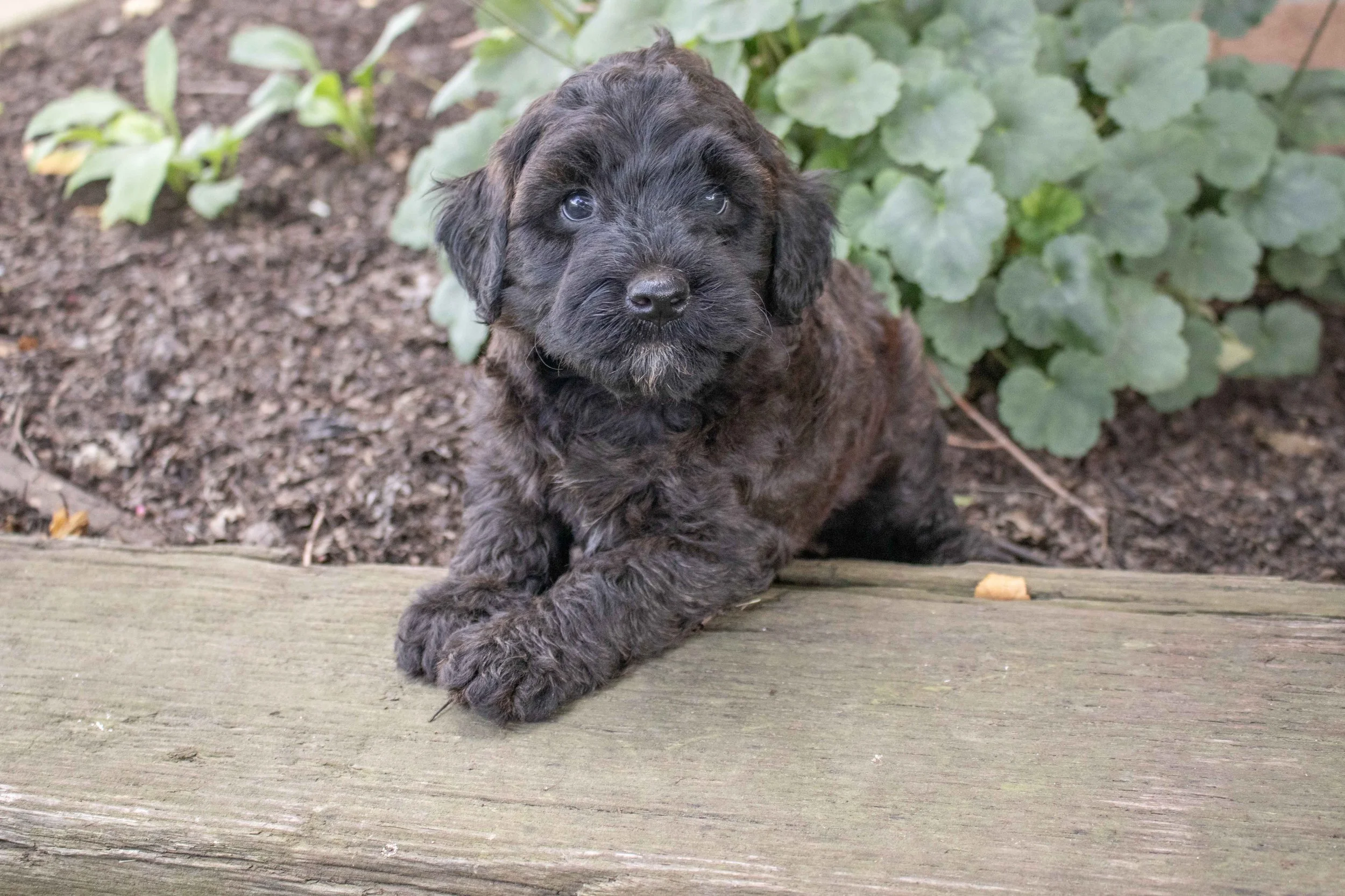 Whoodle Mini — Evergreen Puppies