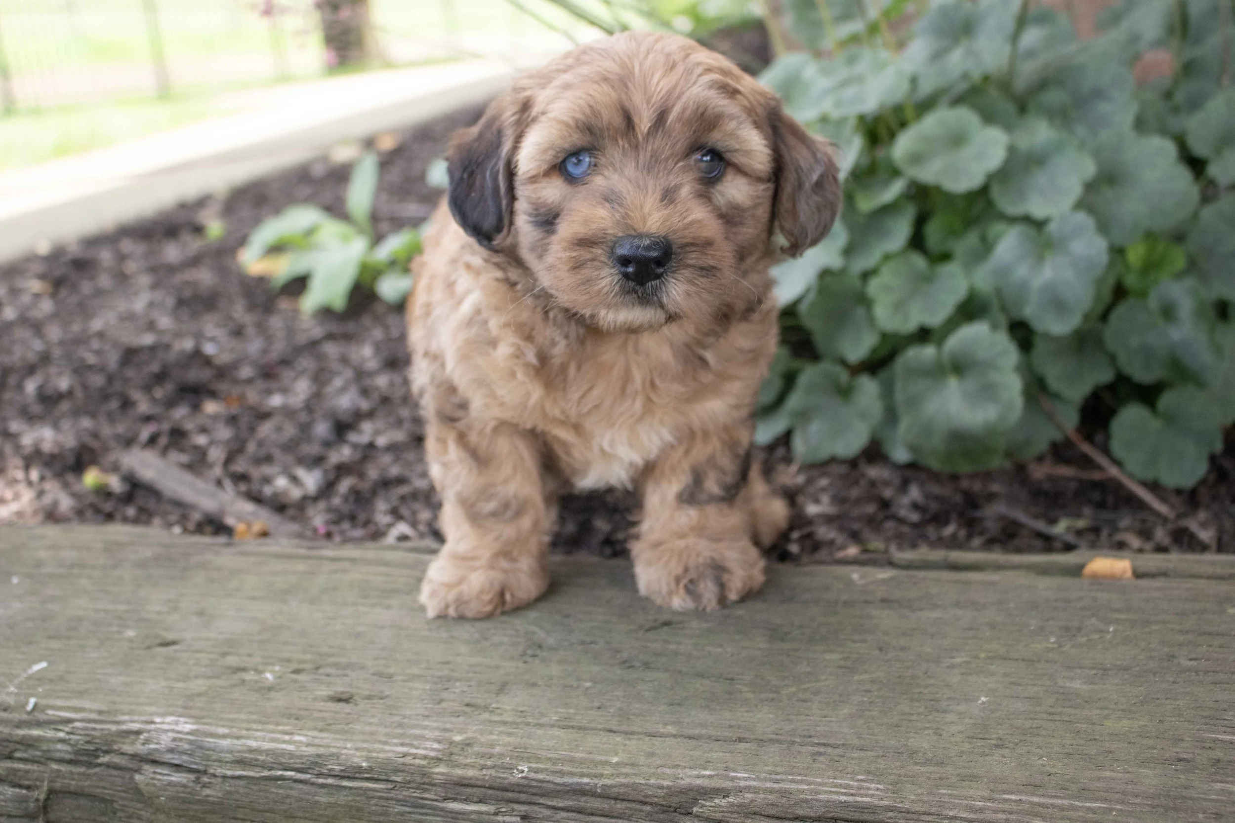 Whoodle Mini — Evergreen Puppies