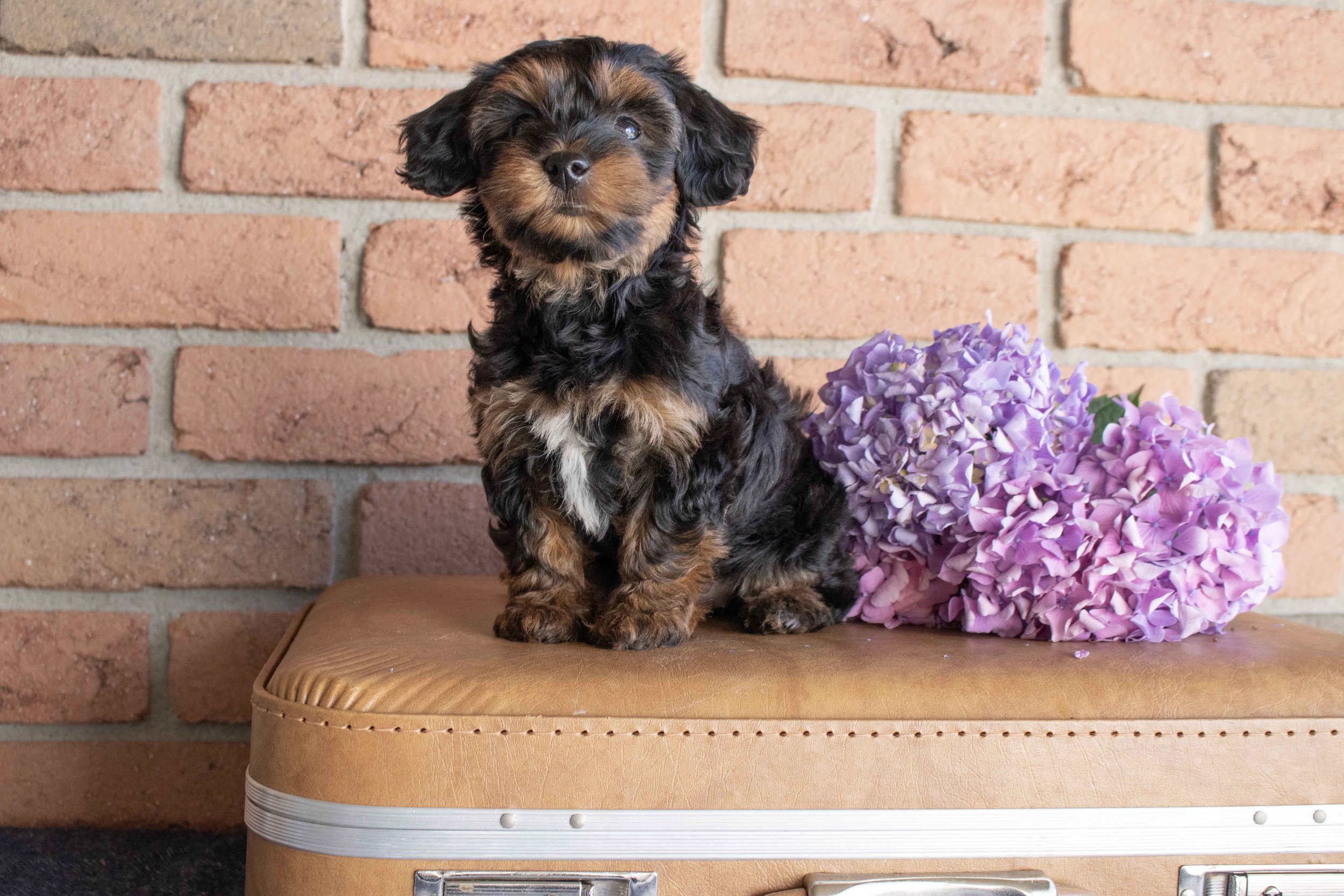 Morkie-poo — Evergreen Puppies