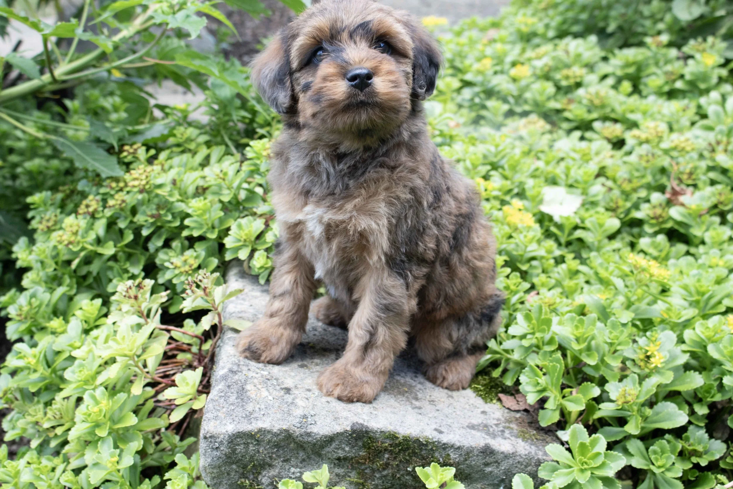 Whoodle Mini — Evergreen Puppies