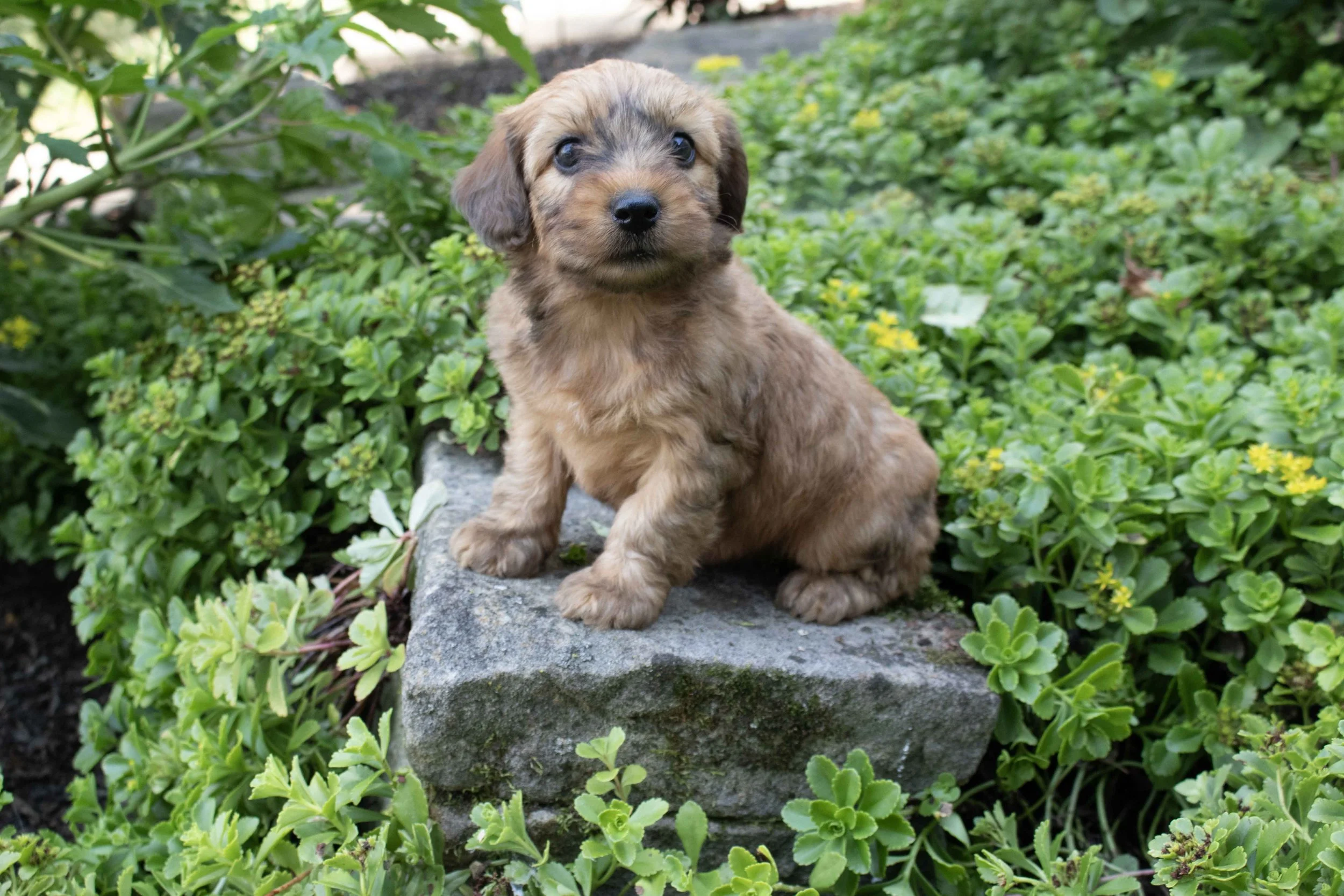 Whoodle Mini — Evergreen Puppies