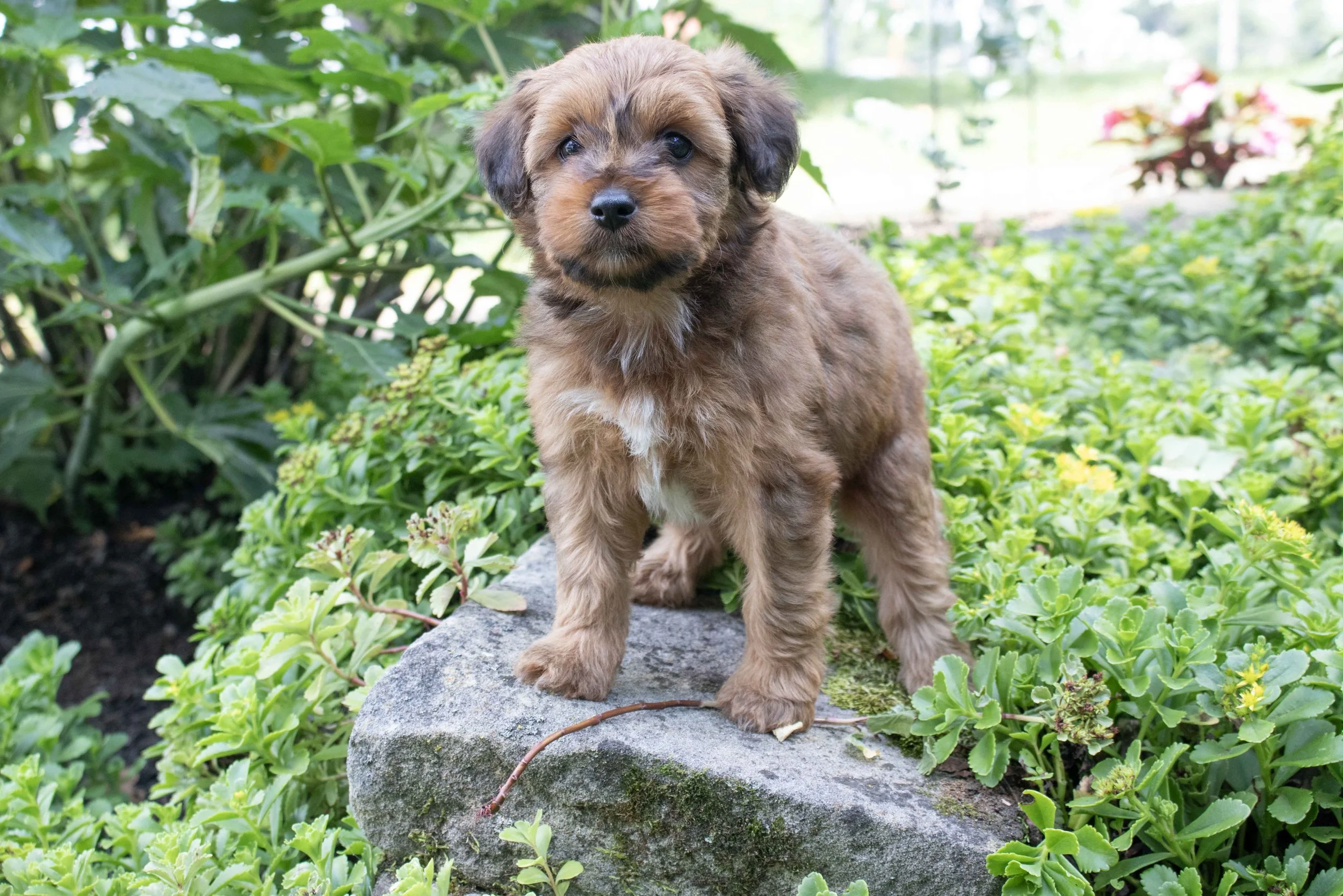 Whoodle Mini — Evergreen Puppies