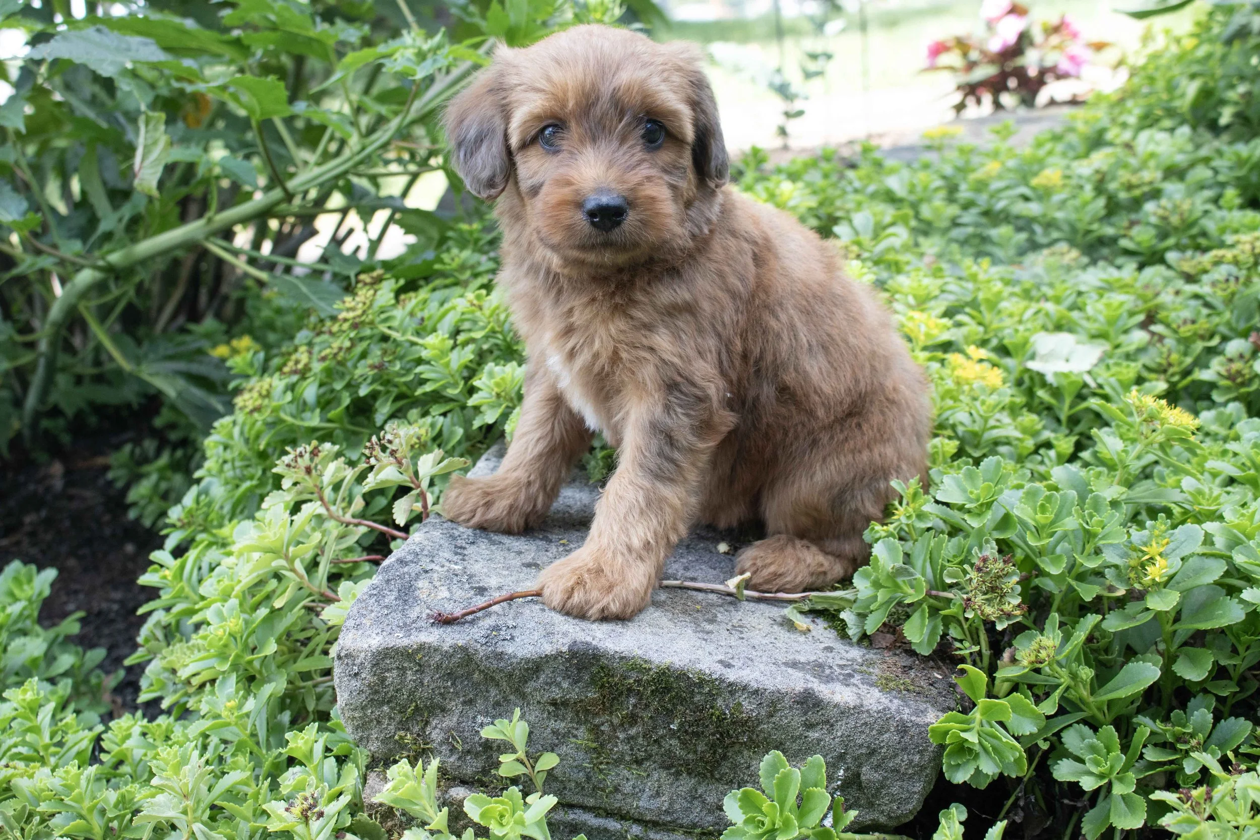 Whoodle Mini — Evergreen Puppies