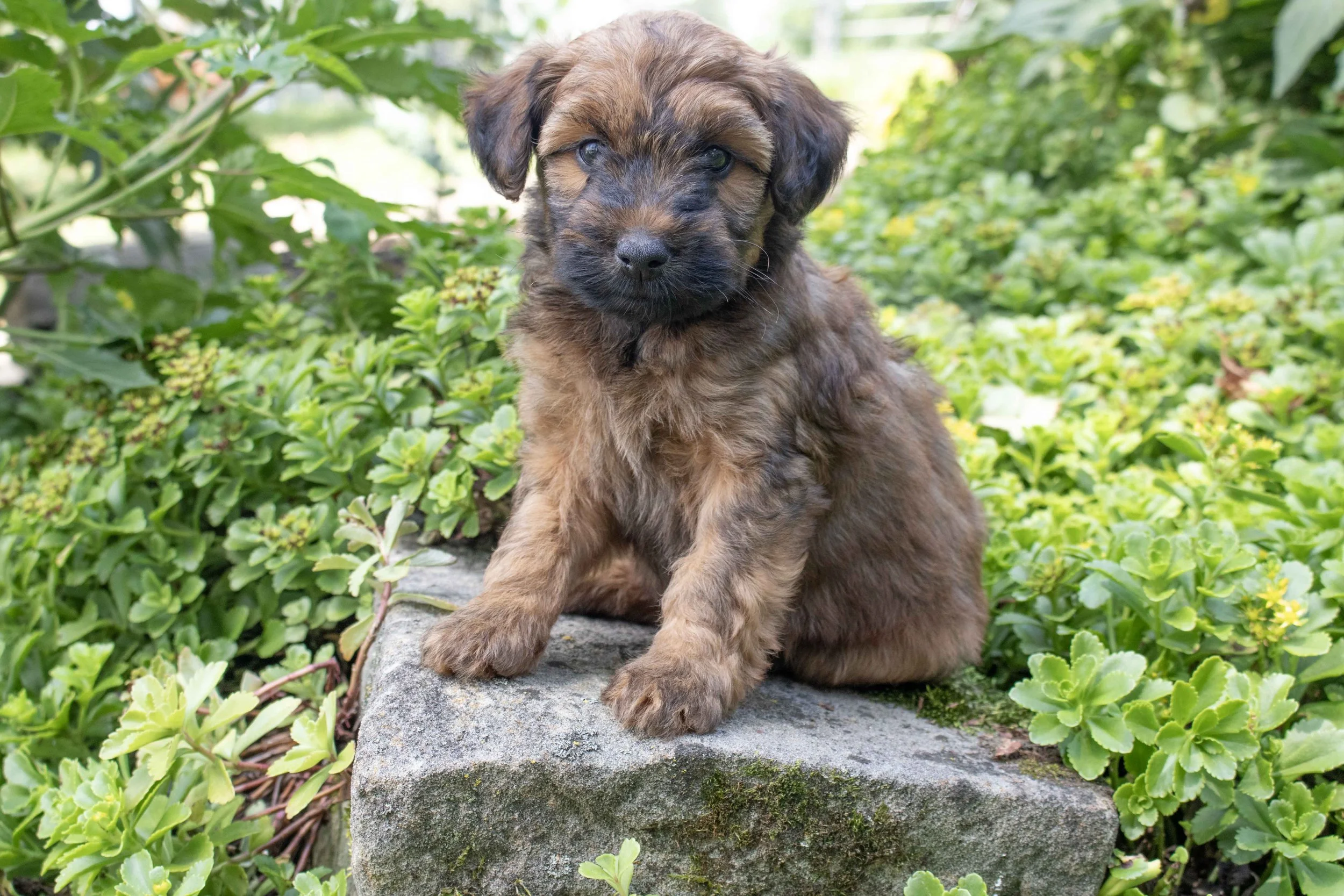 Whoodle Mini — Evergreen Puppies