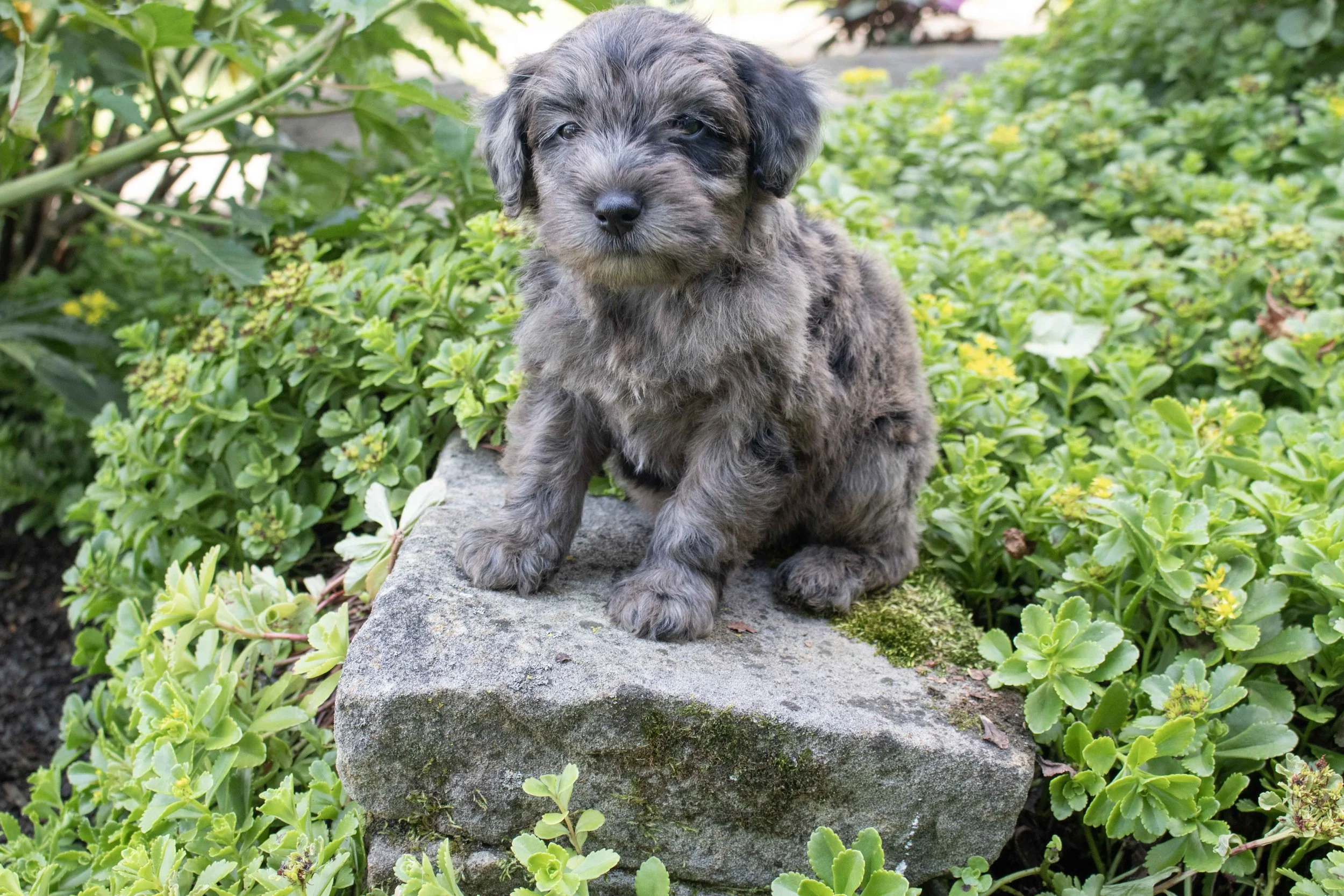 Whoodle Mini — Evergreen Puppies