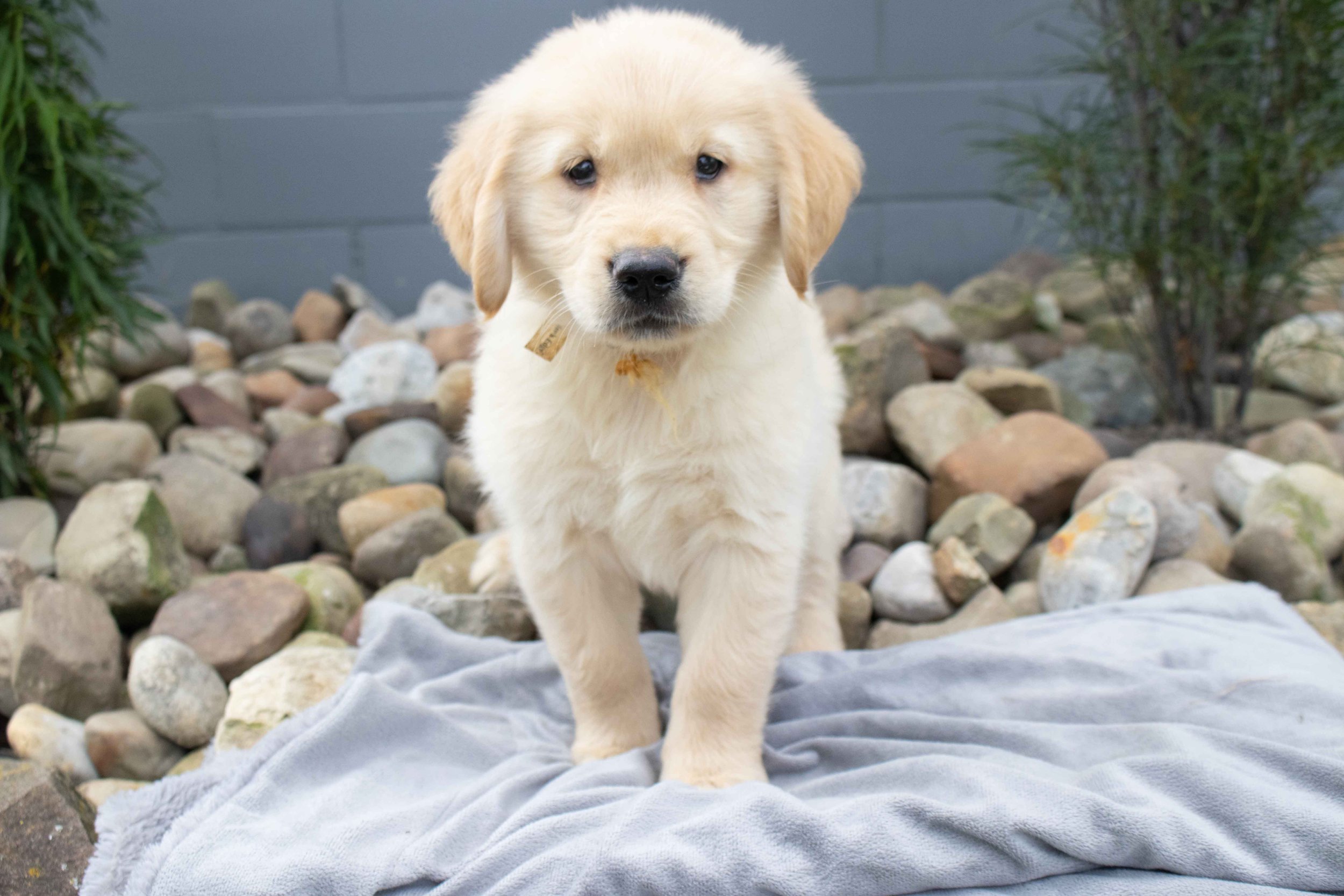 Golden Retriever — Evergreen Puppies