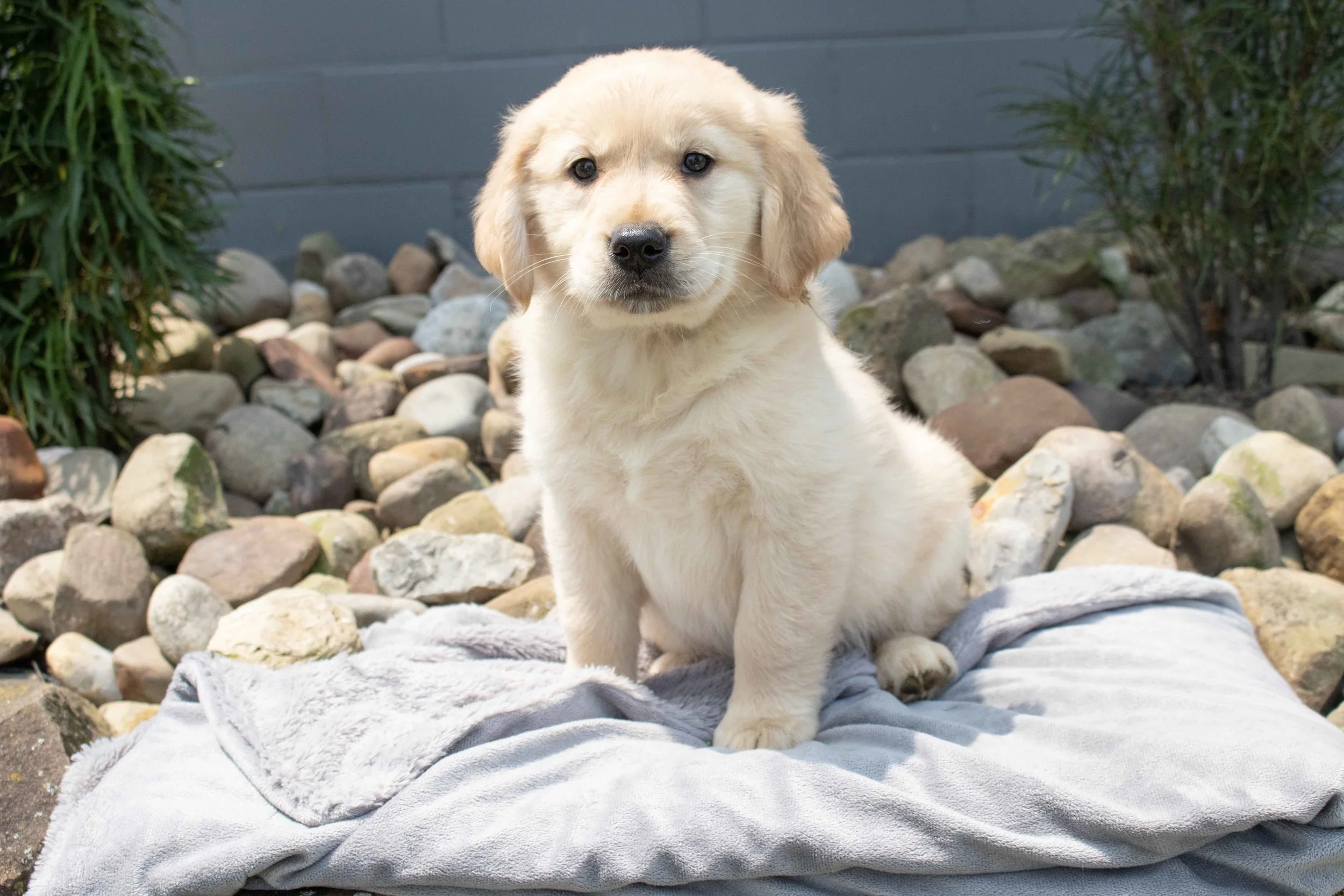 Golden Retriever — Evergreen Puppies
