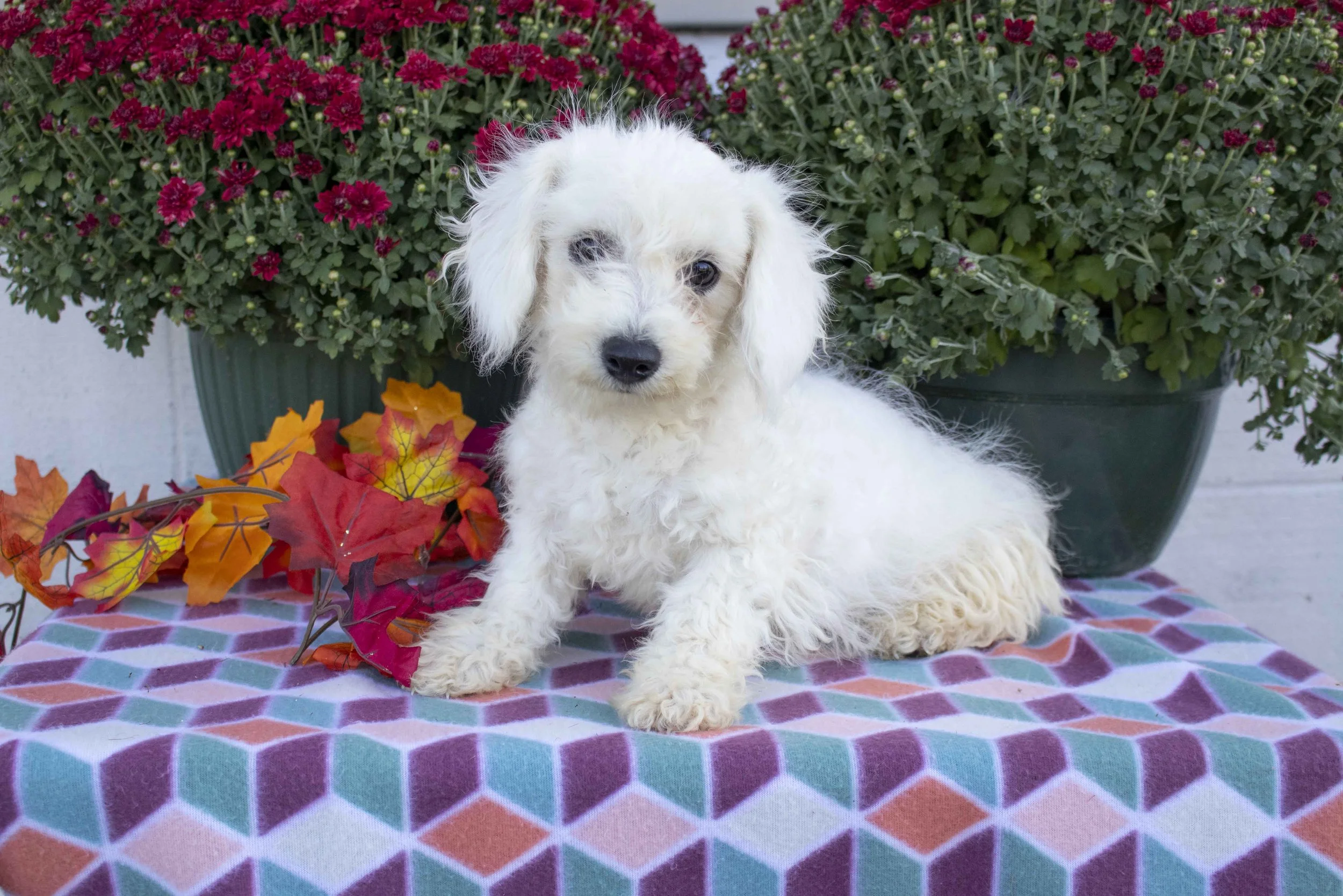 Bichon — Evergreen Puppies