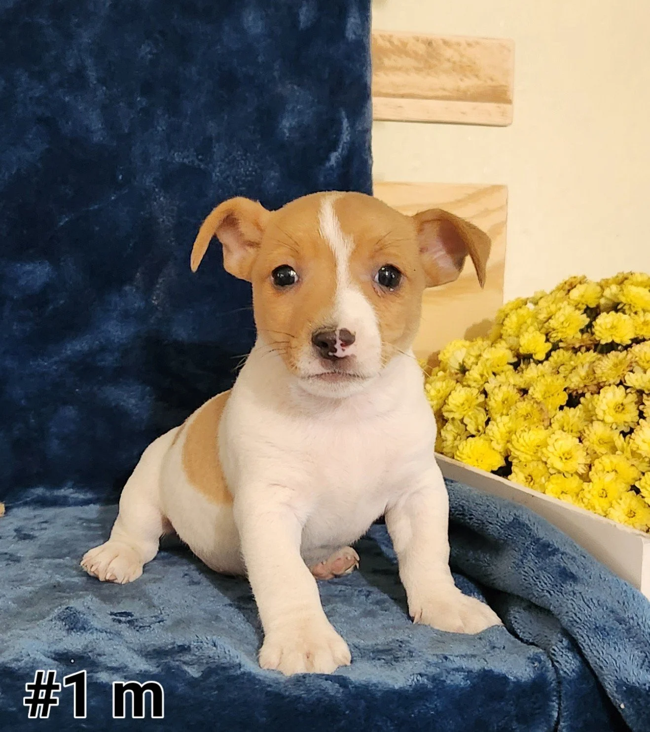 Jack Russell Terrier — Evergreen Puppies