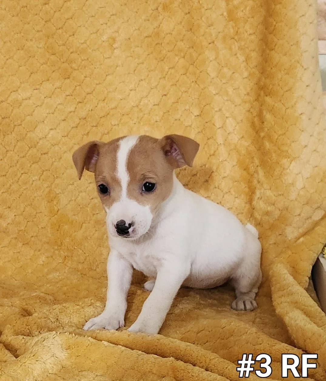 Jack Russell Terrier — Evergreen Puppies