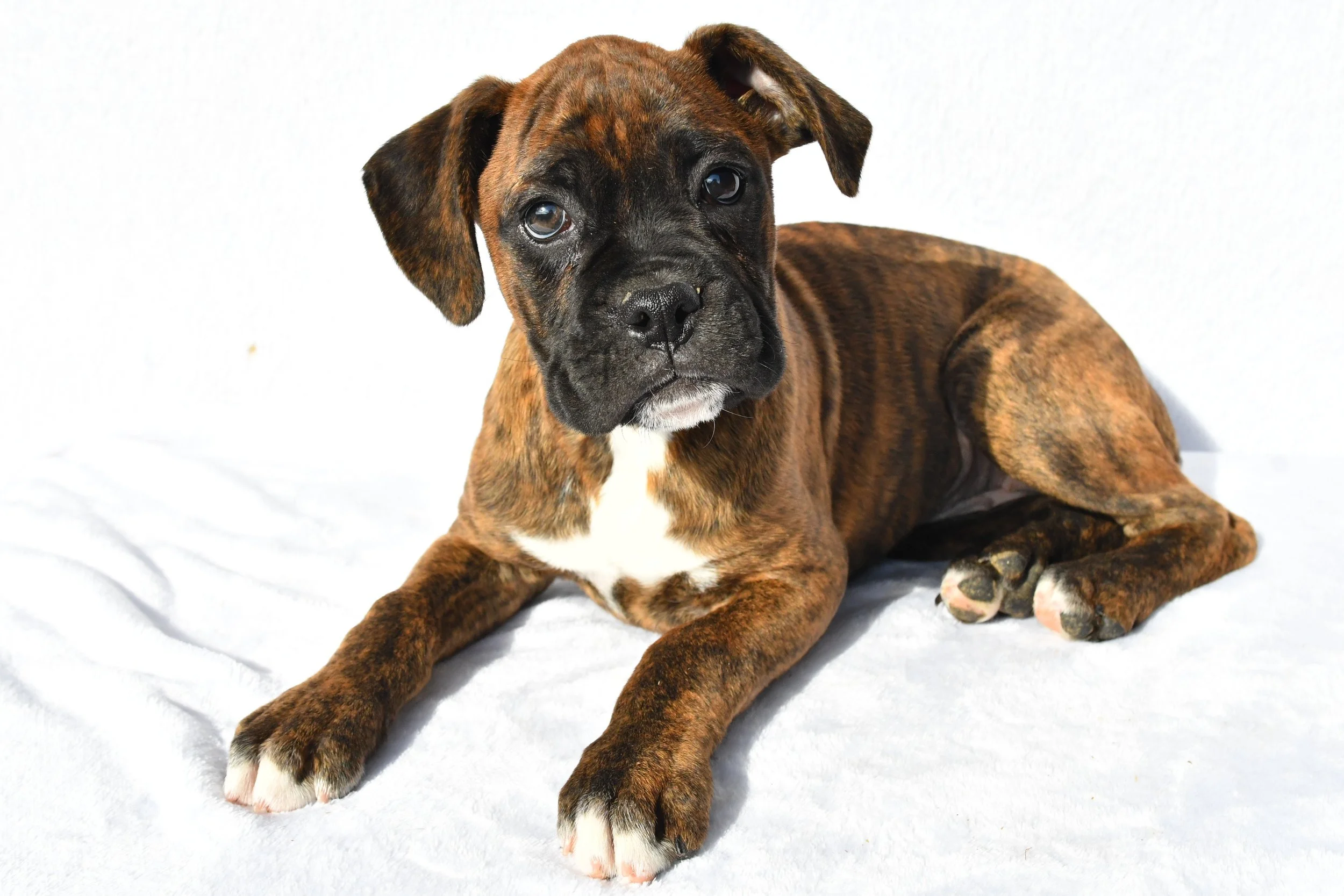 Boxer — Evergreen Puppies